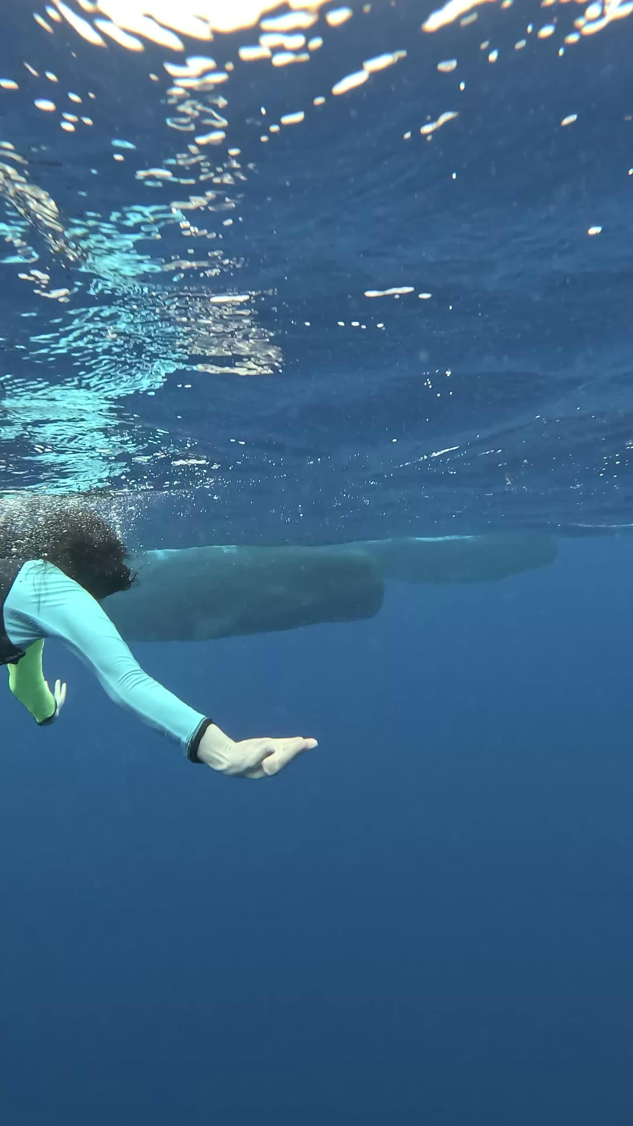 Footage Of A Whale Swimming In The Ocean Free Stock Video Footage ...