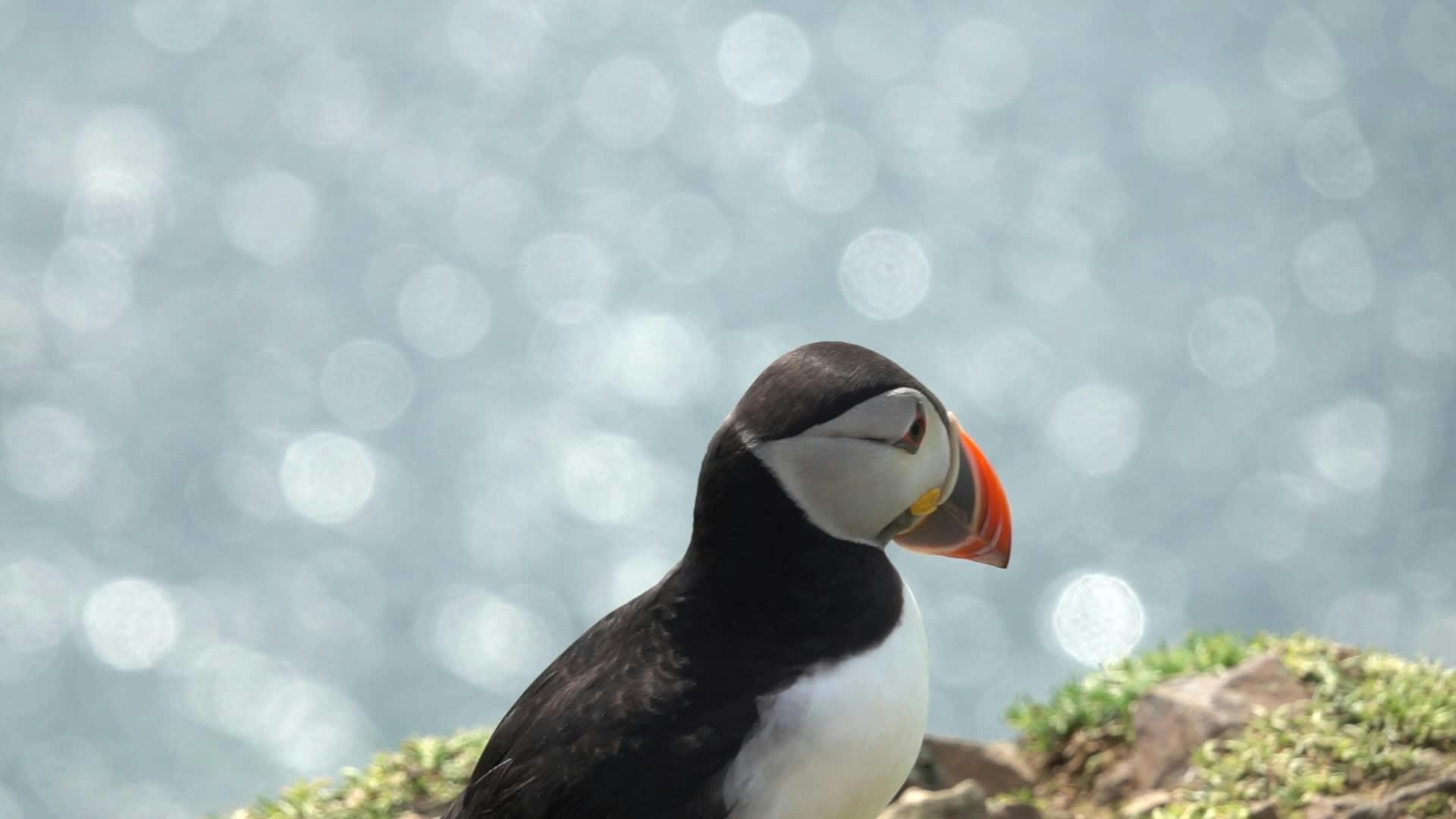 Puffin Portrait Videos, Download The BEST Free 4k Stock Video Footage ...