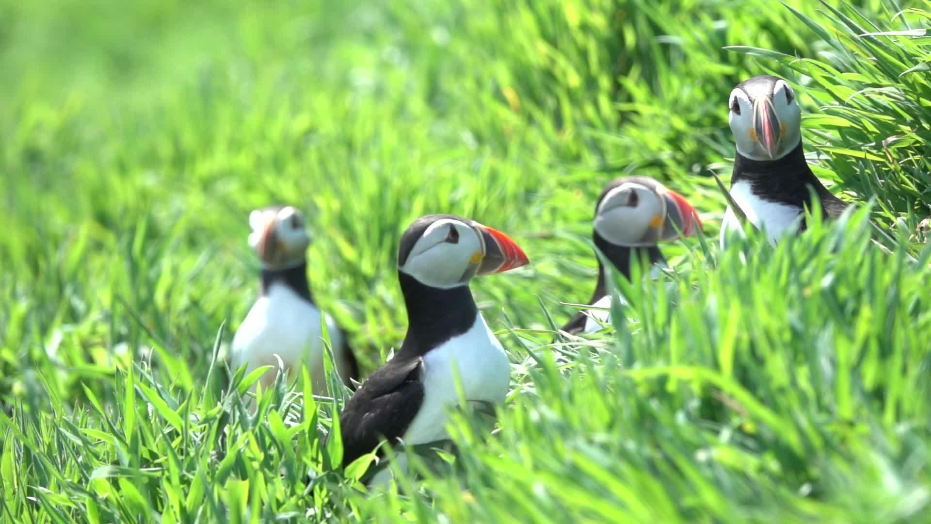 Three puffins sitting in the grass with their beaks open Free Stock ...