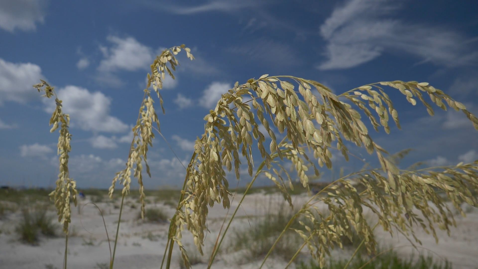 Dry Stalk Of Leaves Of A PLant · Free Stock Video