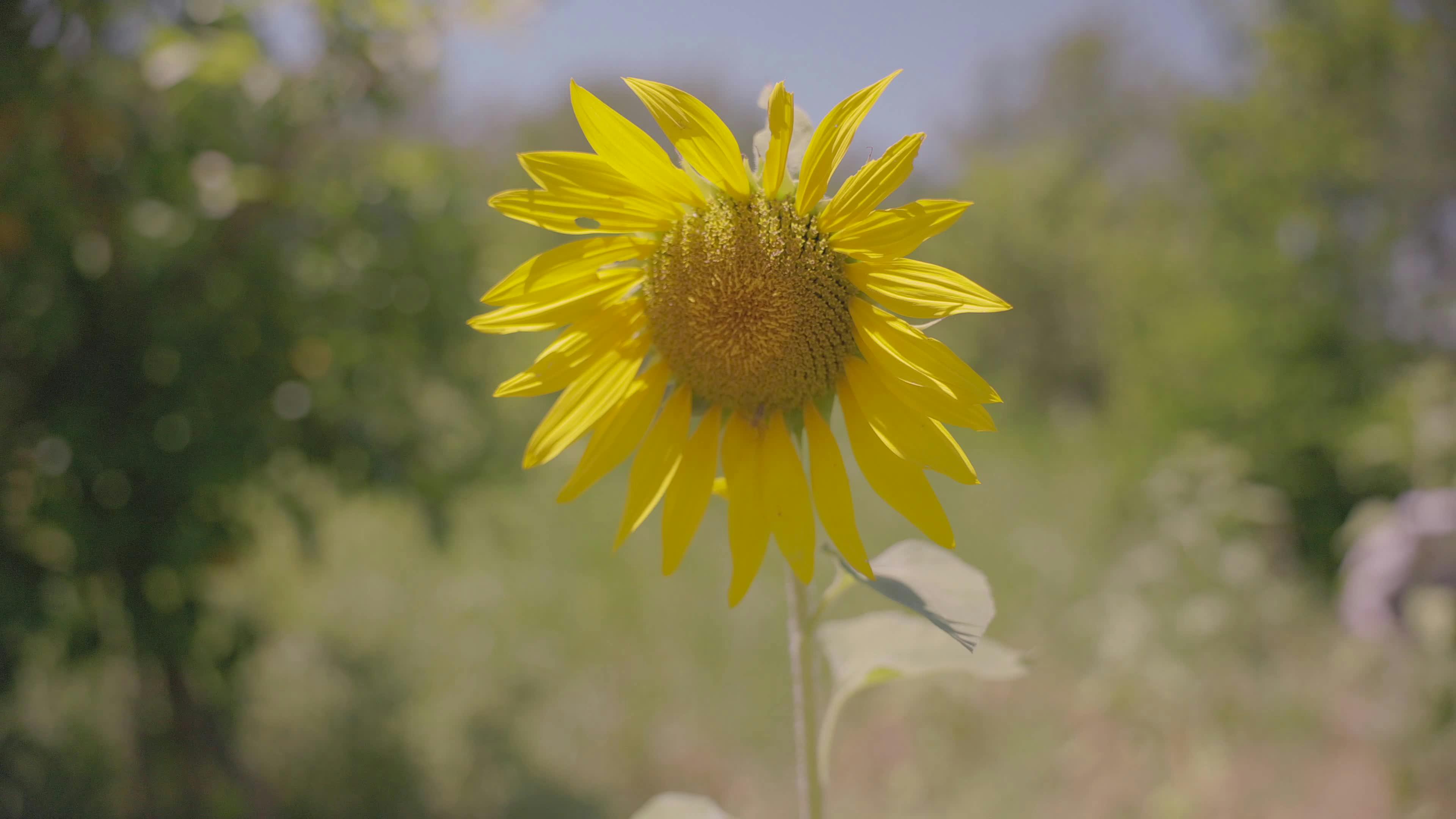 Free Vertical Videos Videos, Download The BEST Free 4k Stock Video ...