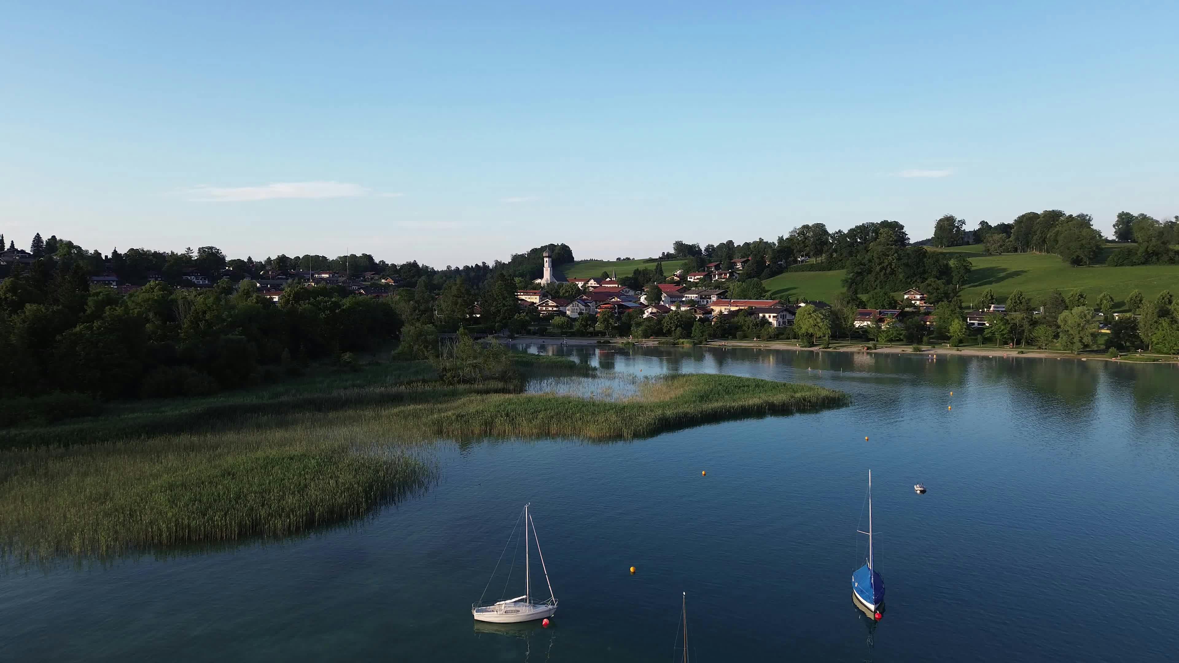 Free Non Copyrighted Tree Videos, Download The BEST Free 4k Stock Video ...