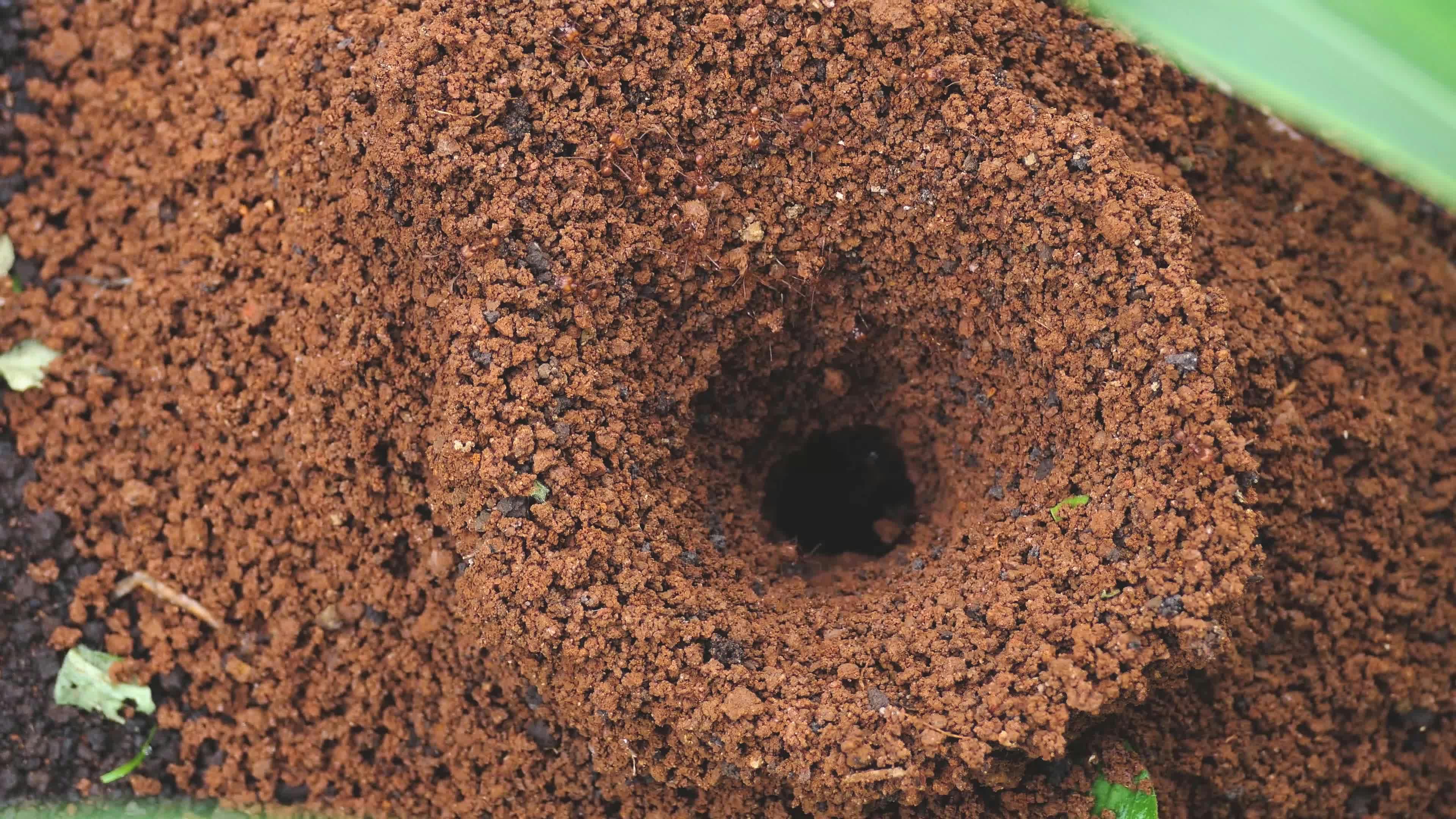 Nido de zompopos Free Stock Video Footage, Royalty-Free 4K & HD Video Clip