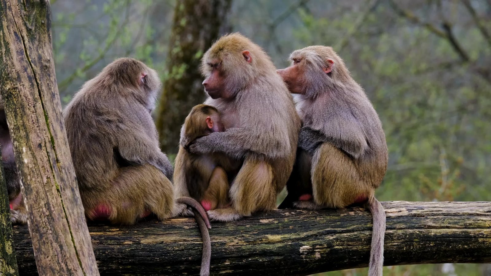 Baboon Videos, Download The BEST Free 4k Stock Video Footage & Baboon ...