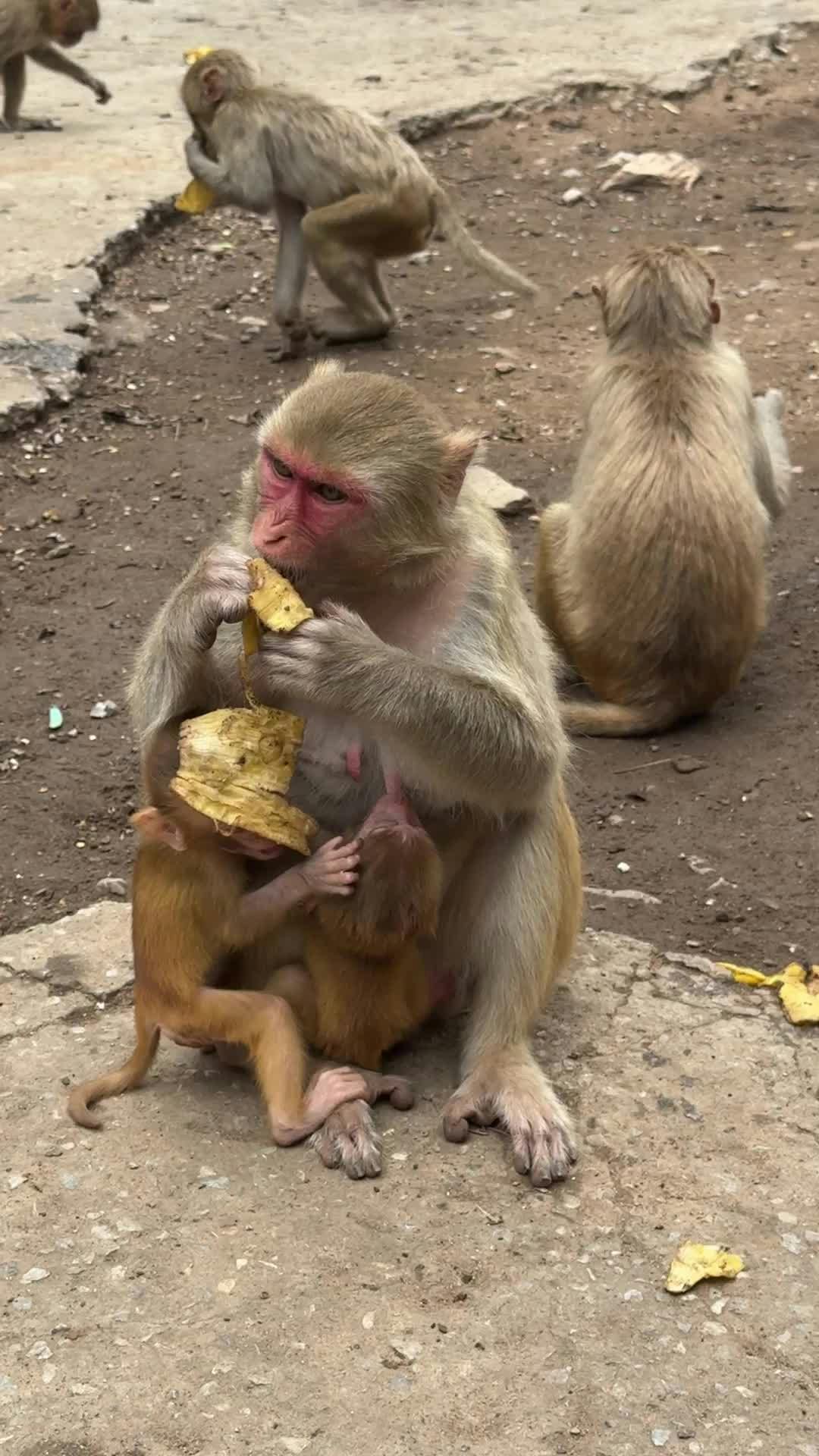 Monkey Funny Videos, Download The BEST Free 4k Stock Video Footage ...
