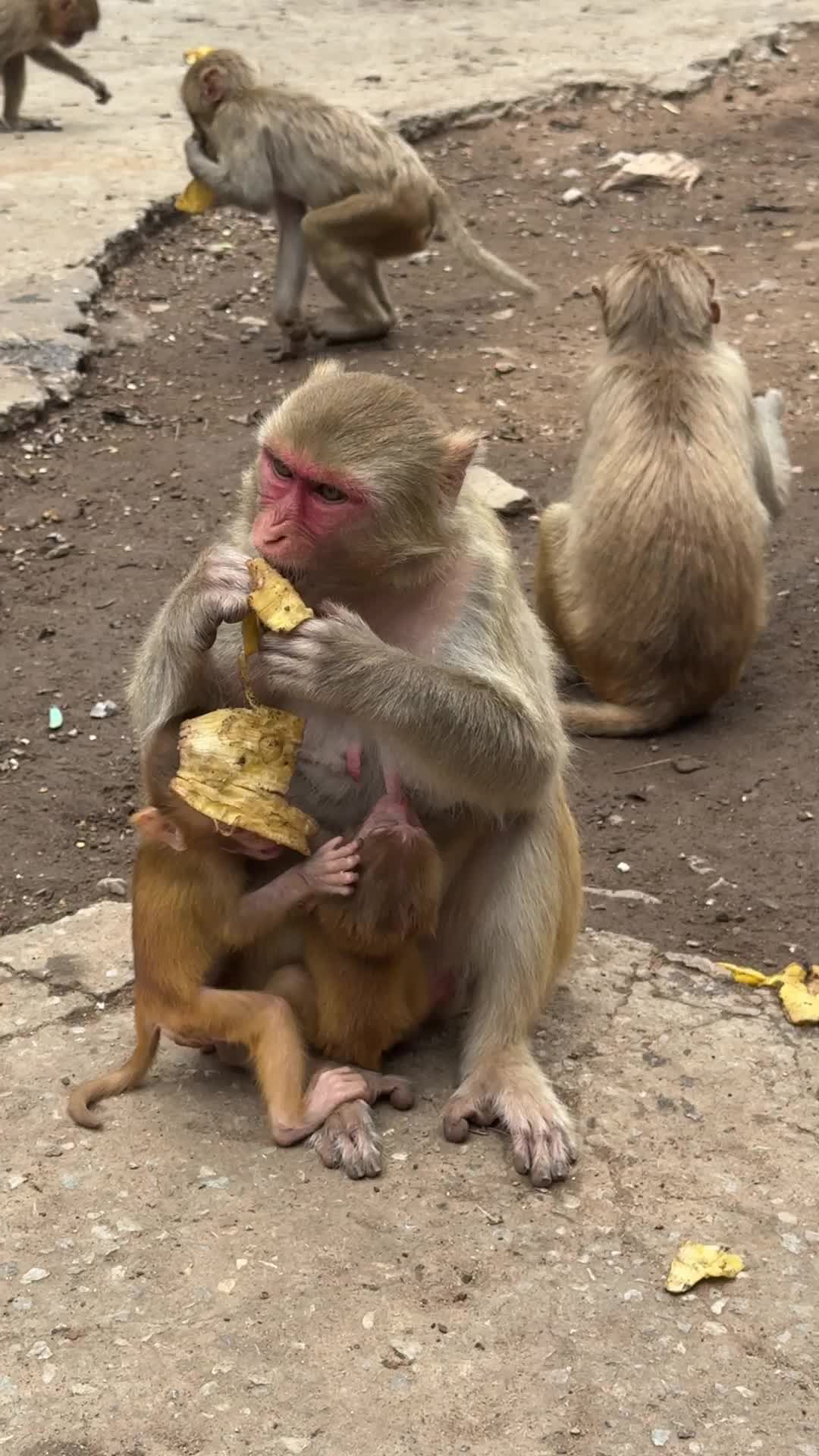 Monkey Interacting with Object in Natural Habitat Free Stock Video ...