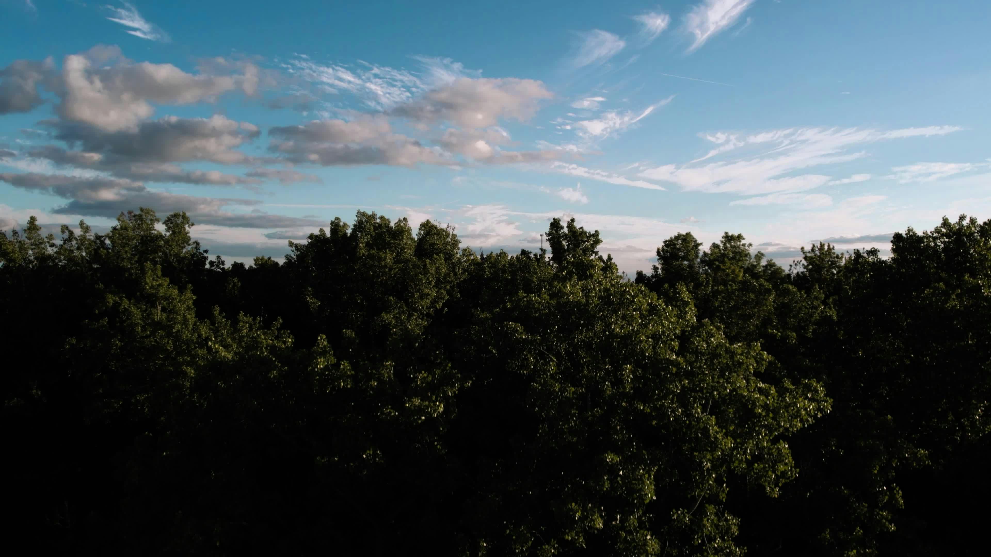 Nature's Canopy Aerial Perspective of Verdant Tree Tops Free Stock ...