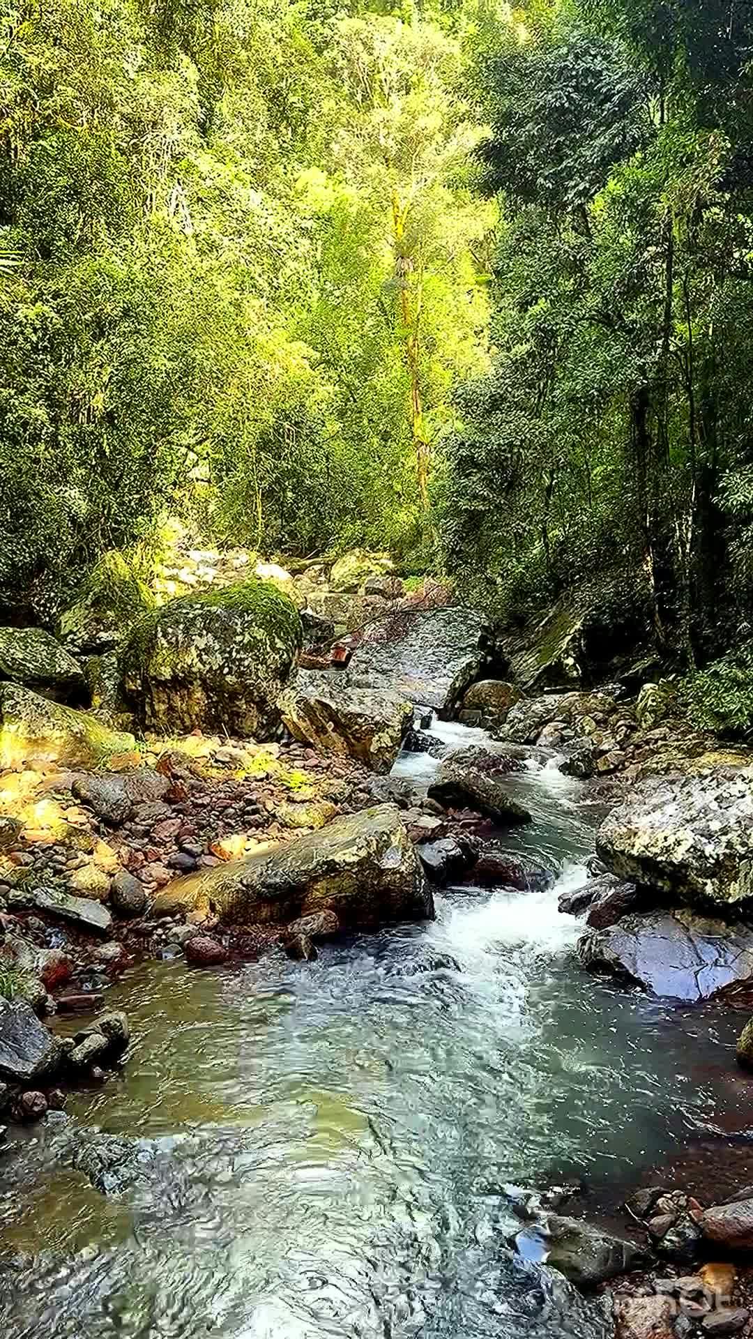 Australian Creek Videos, Download The BEST Free 4k Stock Video Footage ...