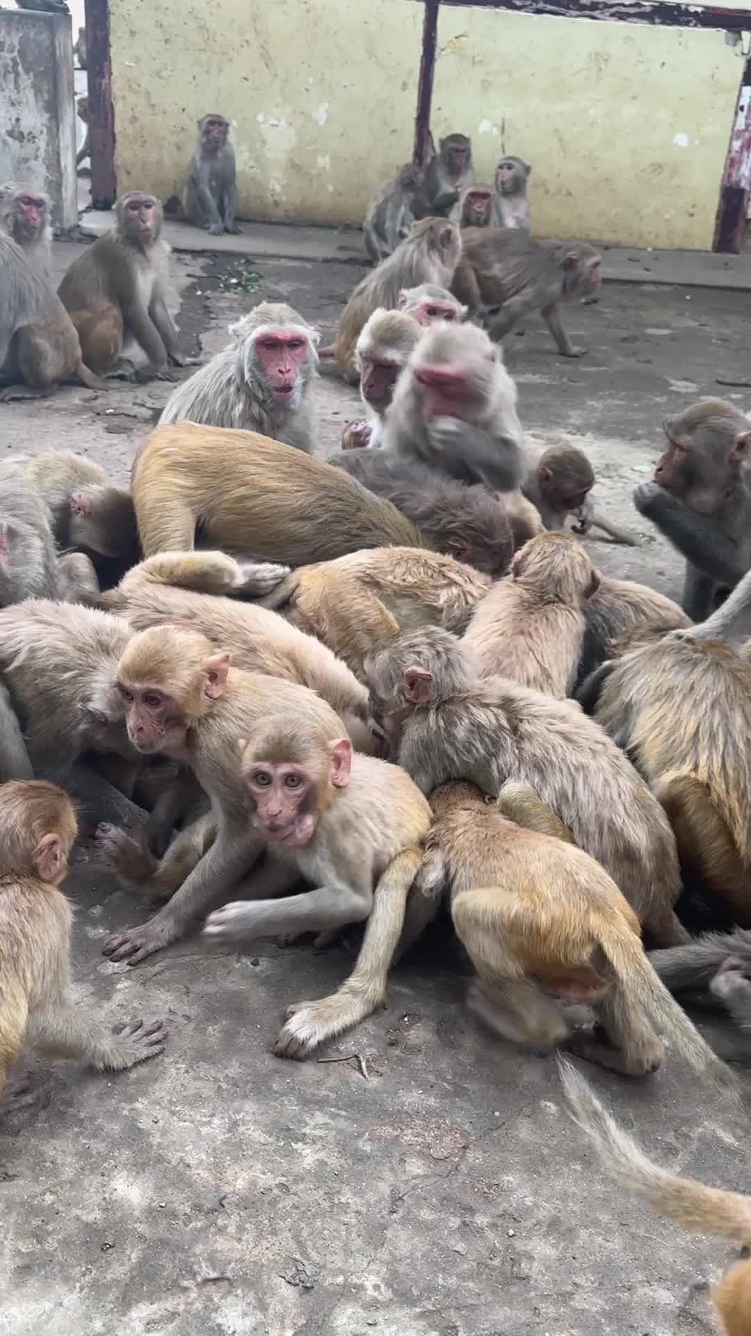 A group of monkeys are sitting on the ground Free Stock Video Footage ...