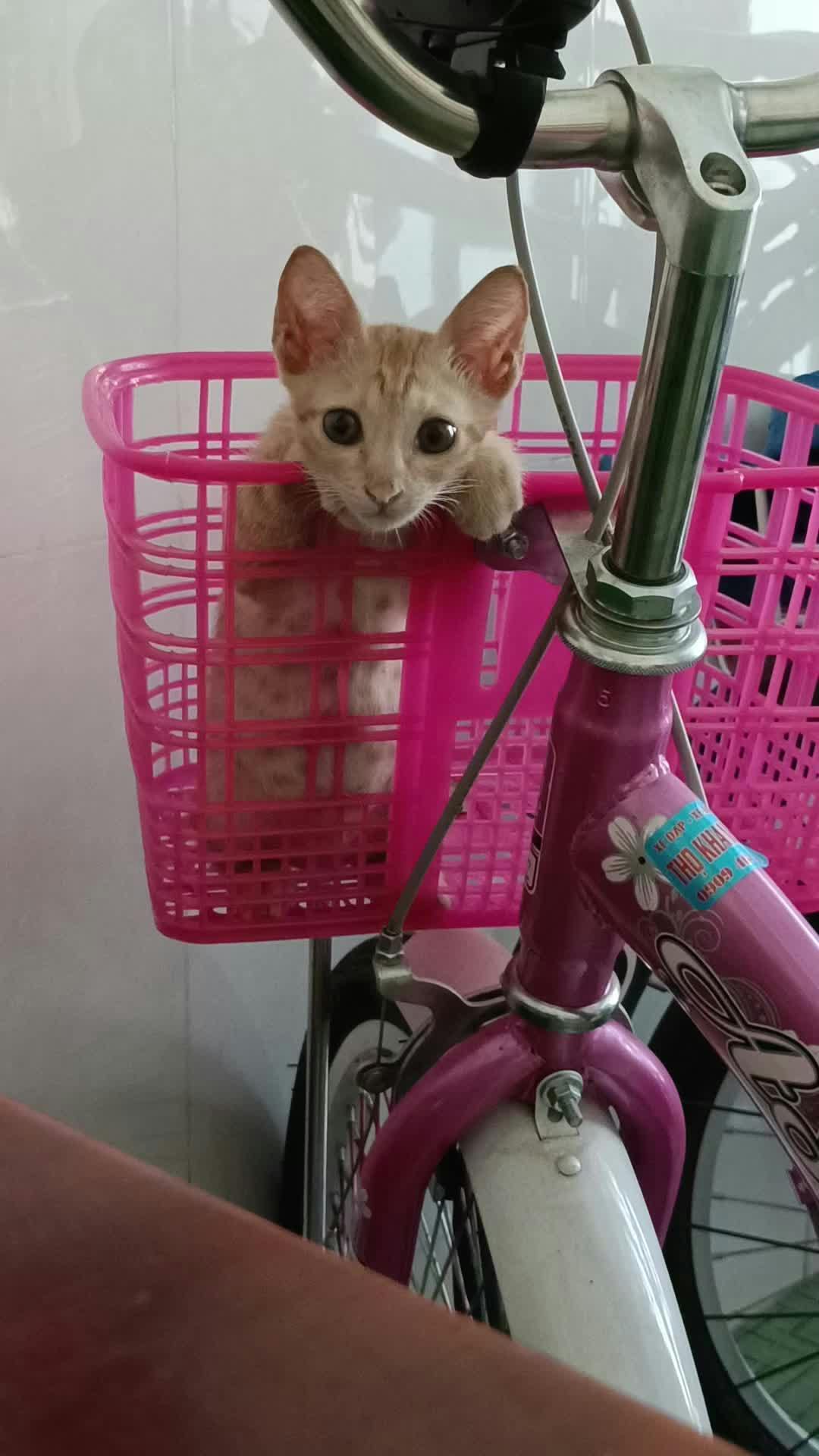 Cat Cycling Videos, Download The BEST Free 4k Stock Video Footage & Cat Cycling HD Video Clips