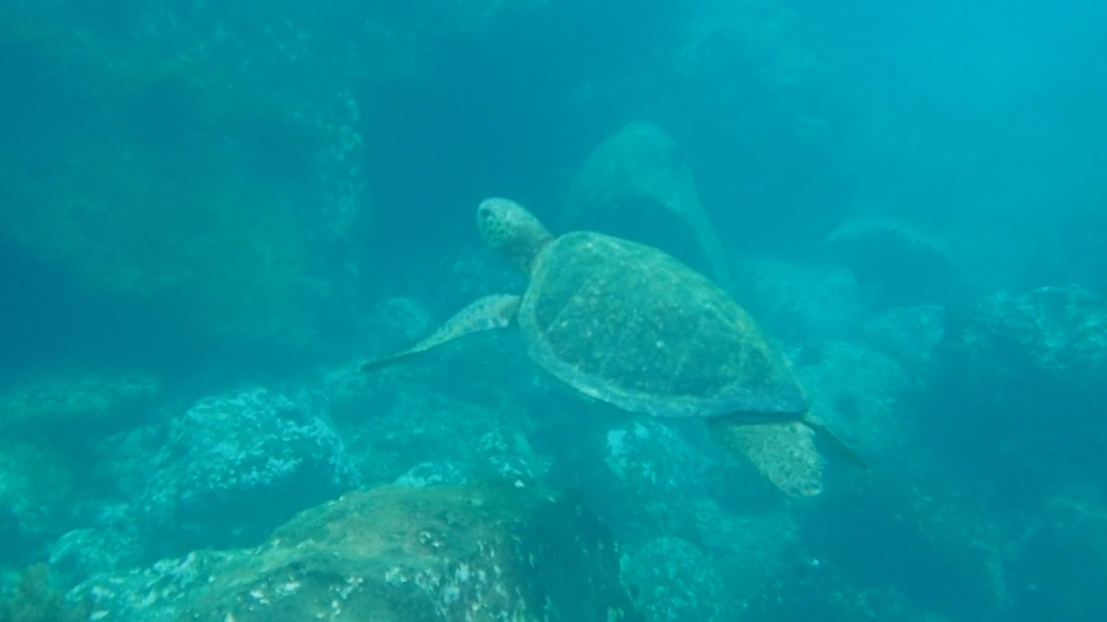 Turtle Videos, Download The BEST Free 4k Stock Video Footage & Turtle ...