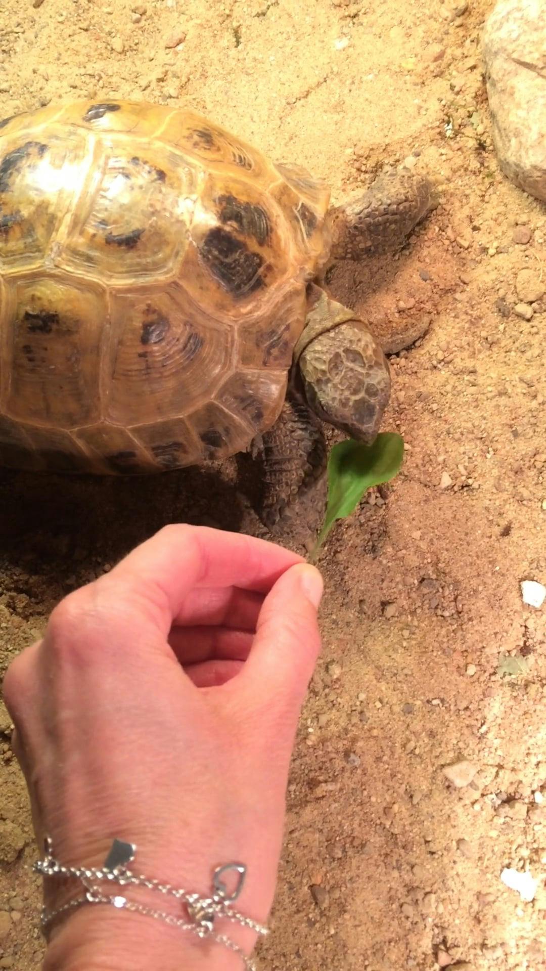 Feeding A Turtle With A Leaf · Free Stock Video