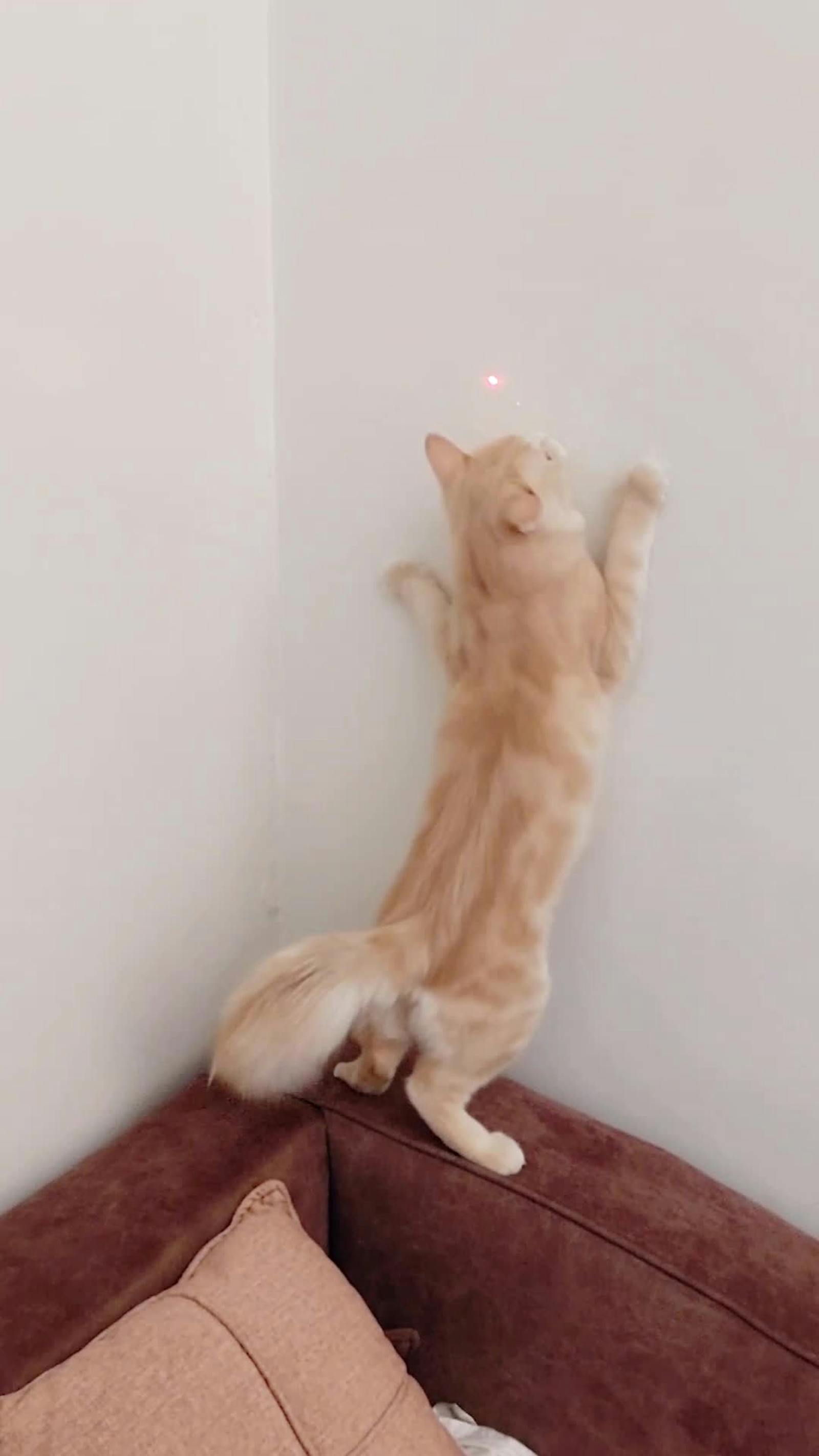 Cats Playing Videos, Download The BEST Free 4k Stock Video Footage ...