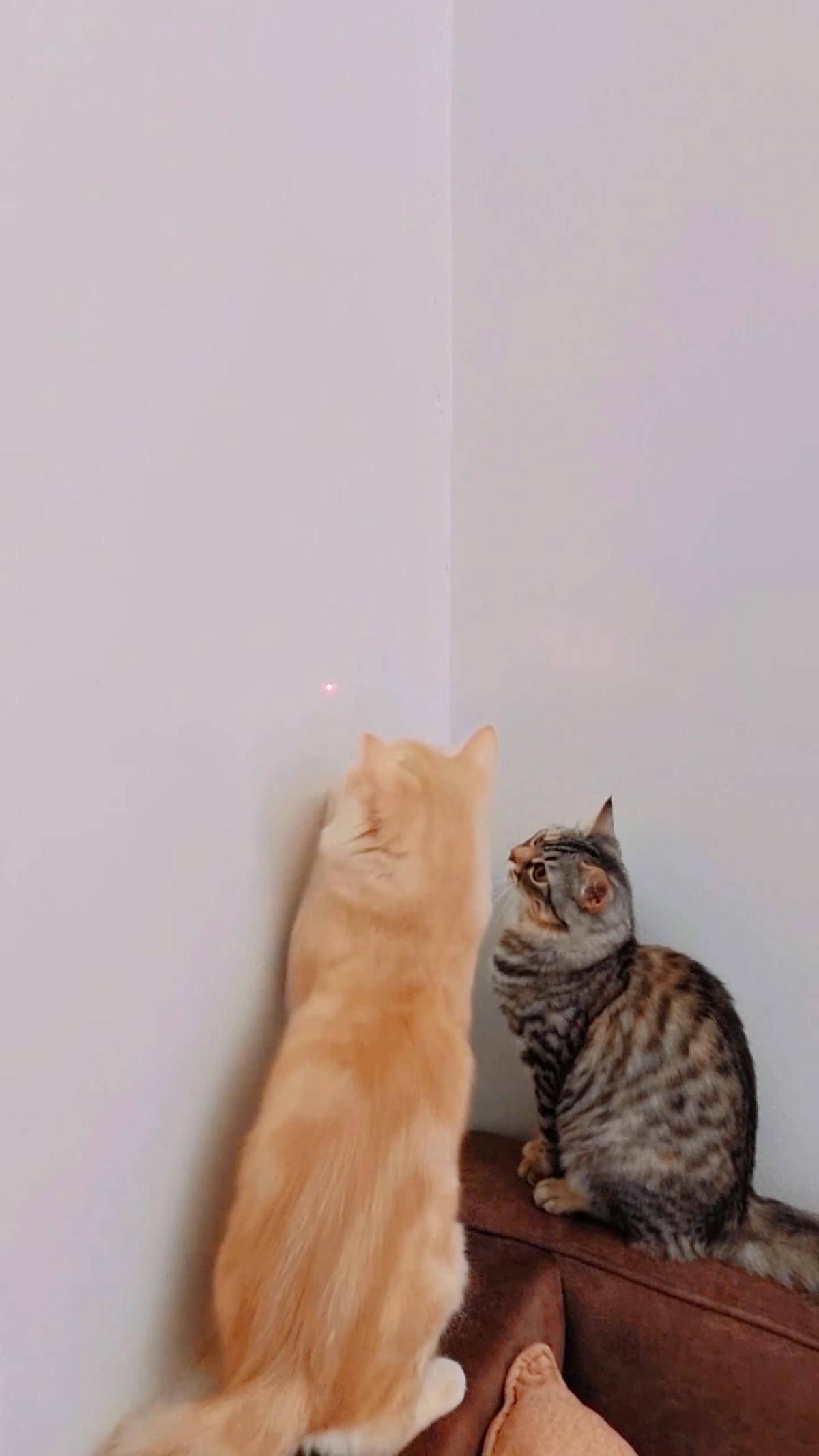 Cats Playing With Yarn Videos, Download The BEST Free 4k Stock Video Footage & Cats Playing With ...