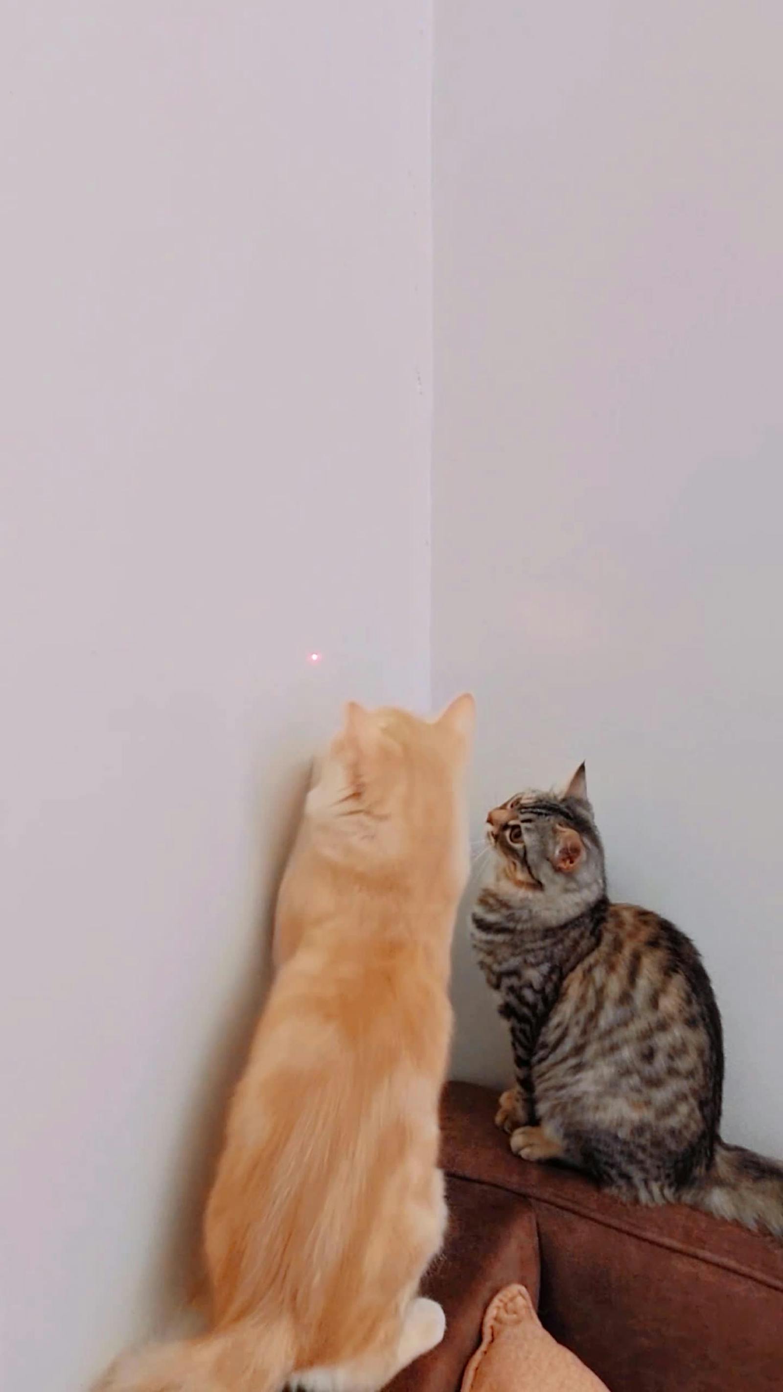 Cats Playing Videos, Download The BEST Free 4k Stock Video Footage ...