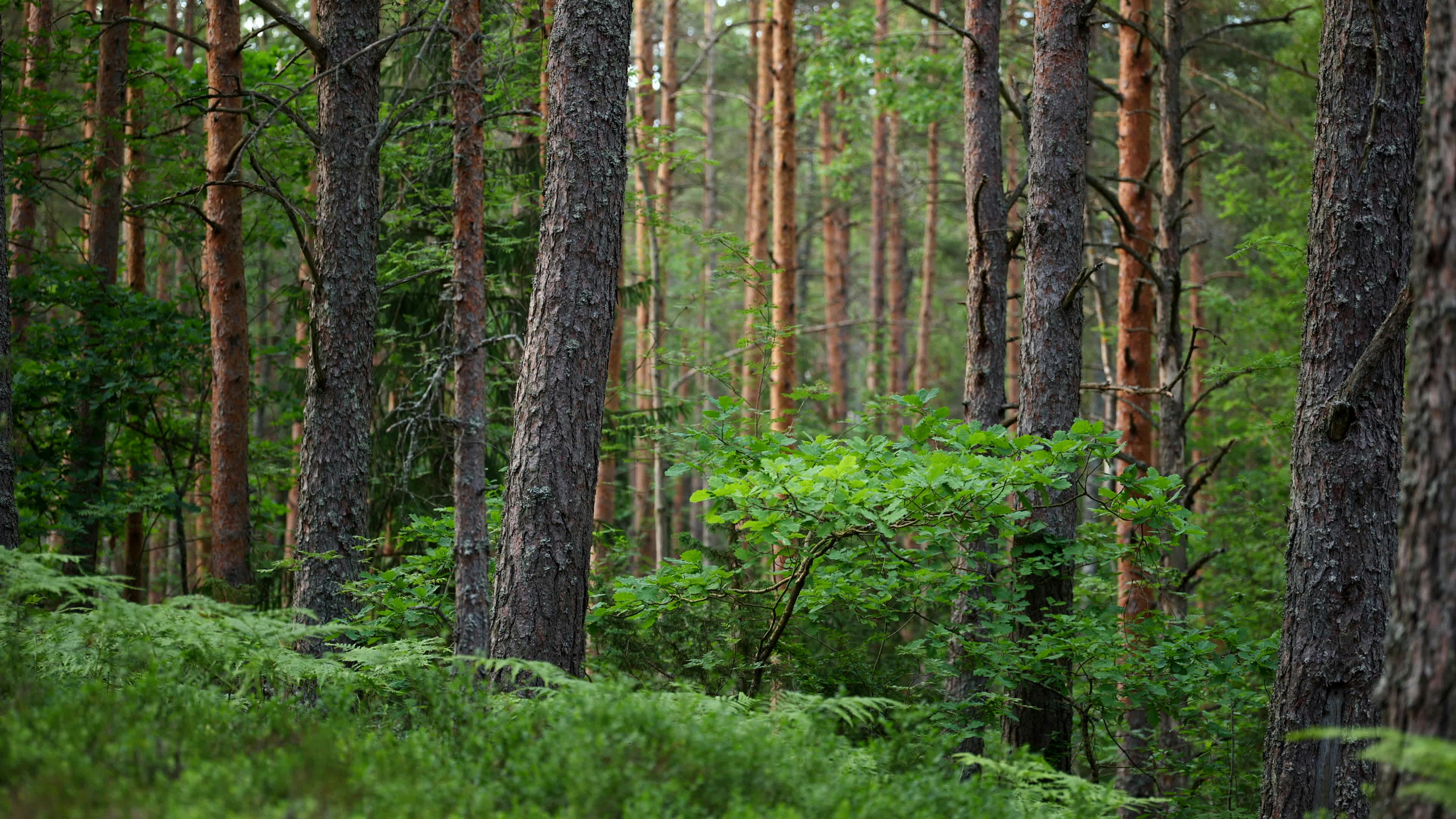 Video stok gratis tentang alam, alam liar, alam pohon tinggi, batang ...