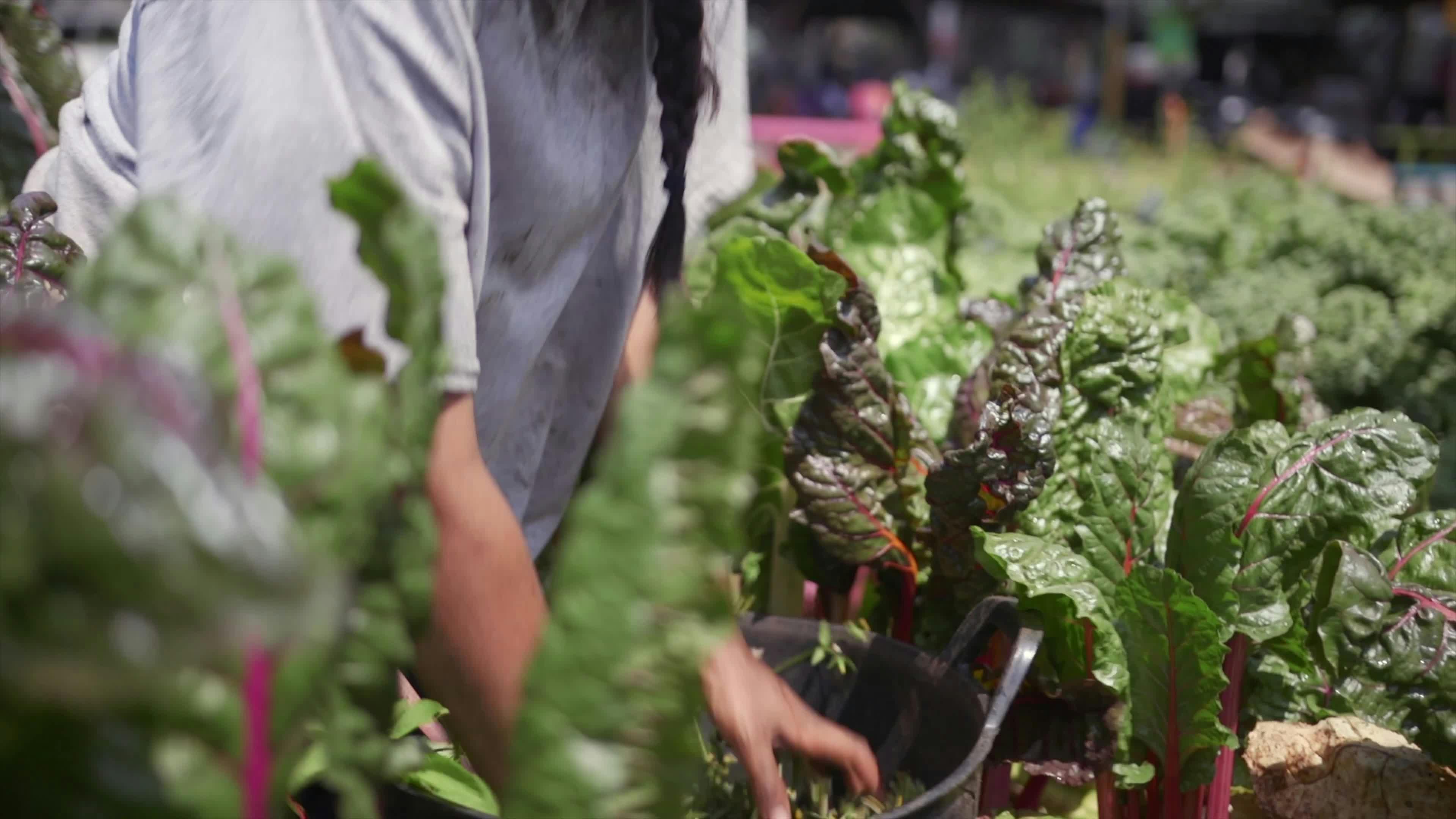 Animal Harvesting Videos, Download The BEST Free 4k Stock Video Footage ...