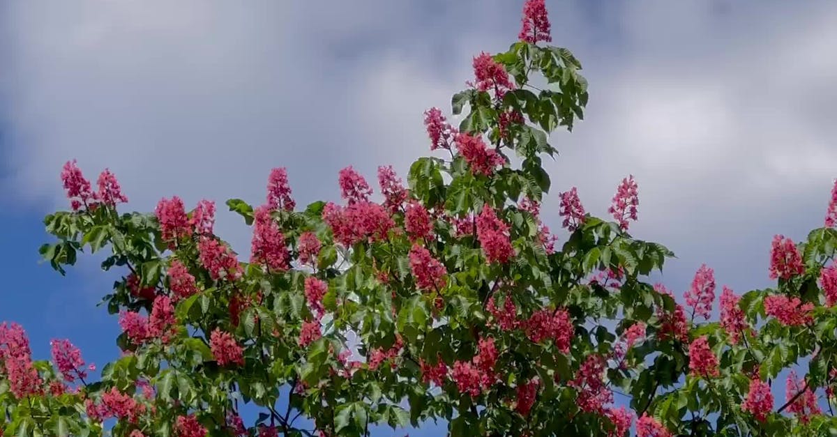 有关七叶树 刷新 和諧 园林美学 增長 夏天 多雲的天空 天性 季節 寧靜 弹簧 戶外 日光 明亮 景觀 板栗树