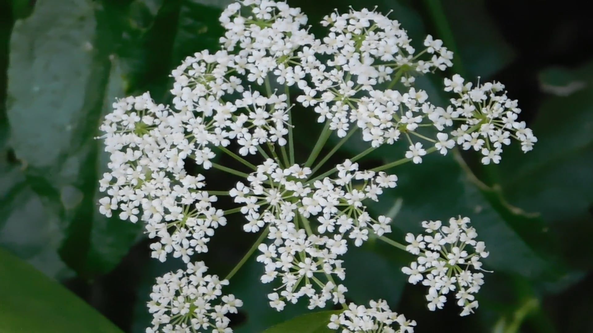 A Cluster Of Small Perennial Flowers · Free Stock Video