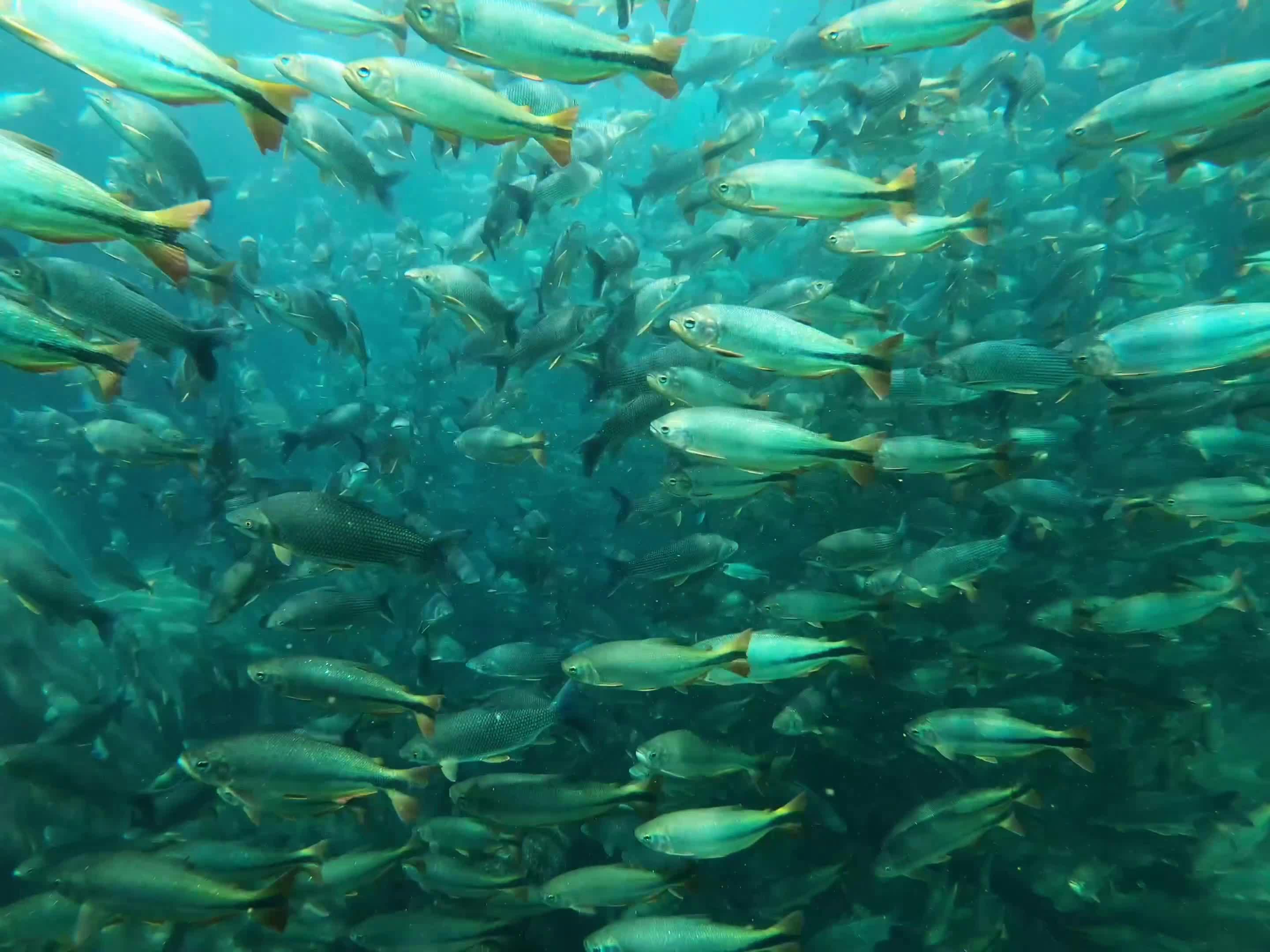 A large group of fish swimming in the ocean Free Stock Video Footage ...