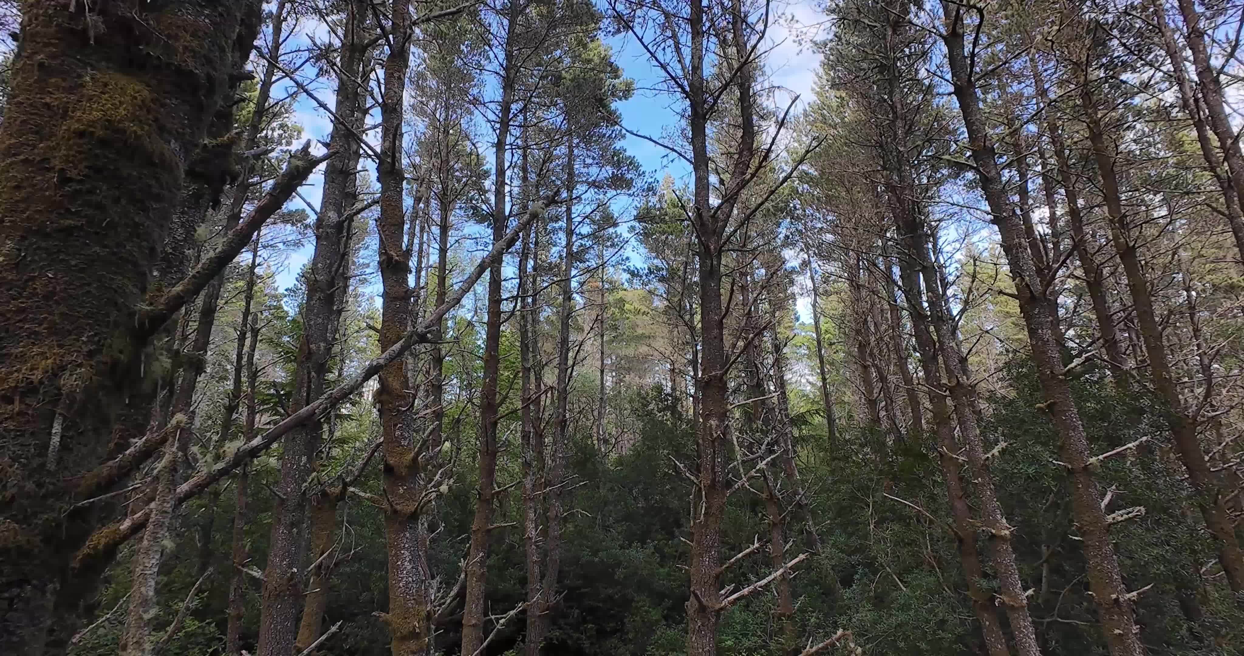 Forest Flight Free Stock Video Footage Royalty Free 4k Hd Video Clip