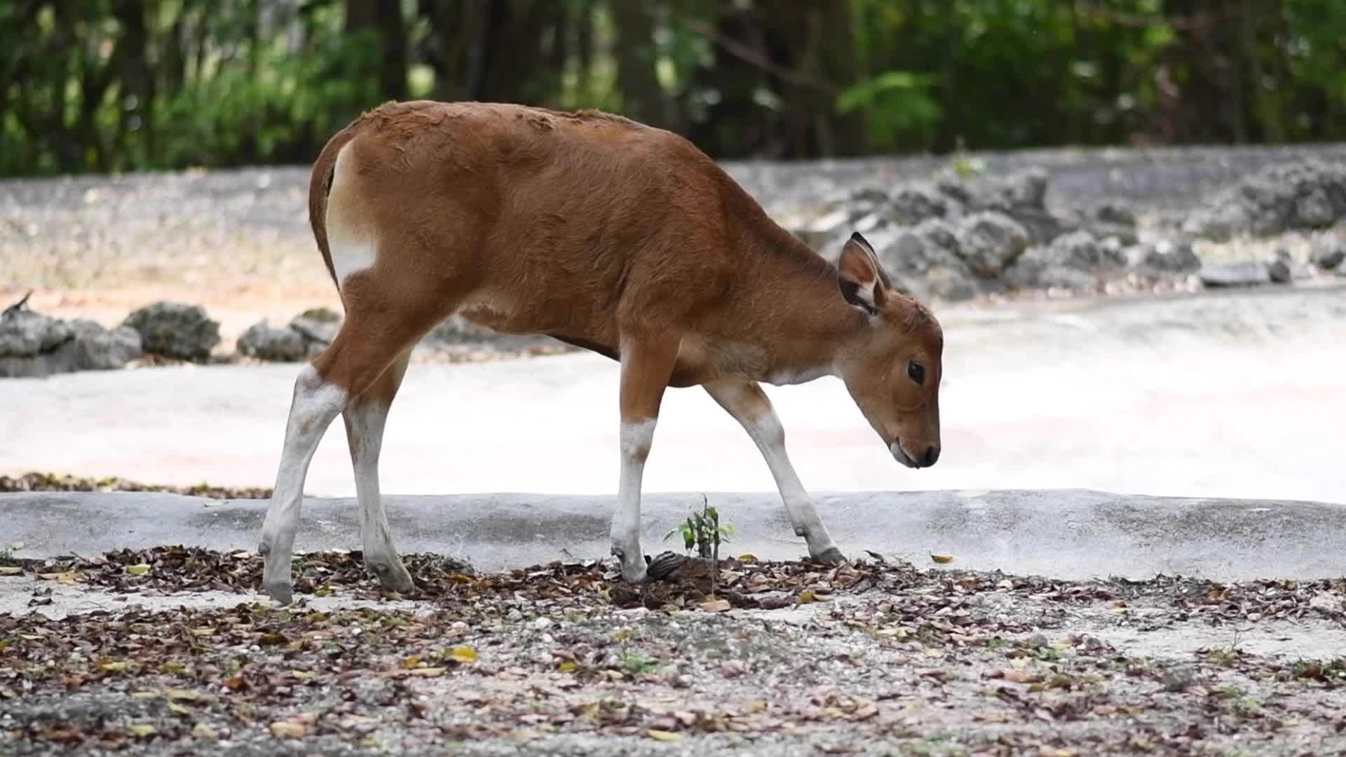 Baby Rooting Videos, Download The BEST Free 4k Stock Video Footage ...