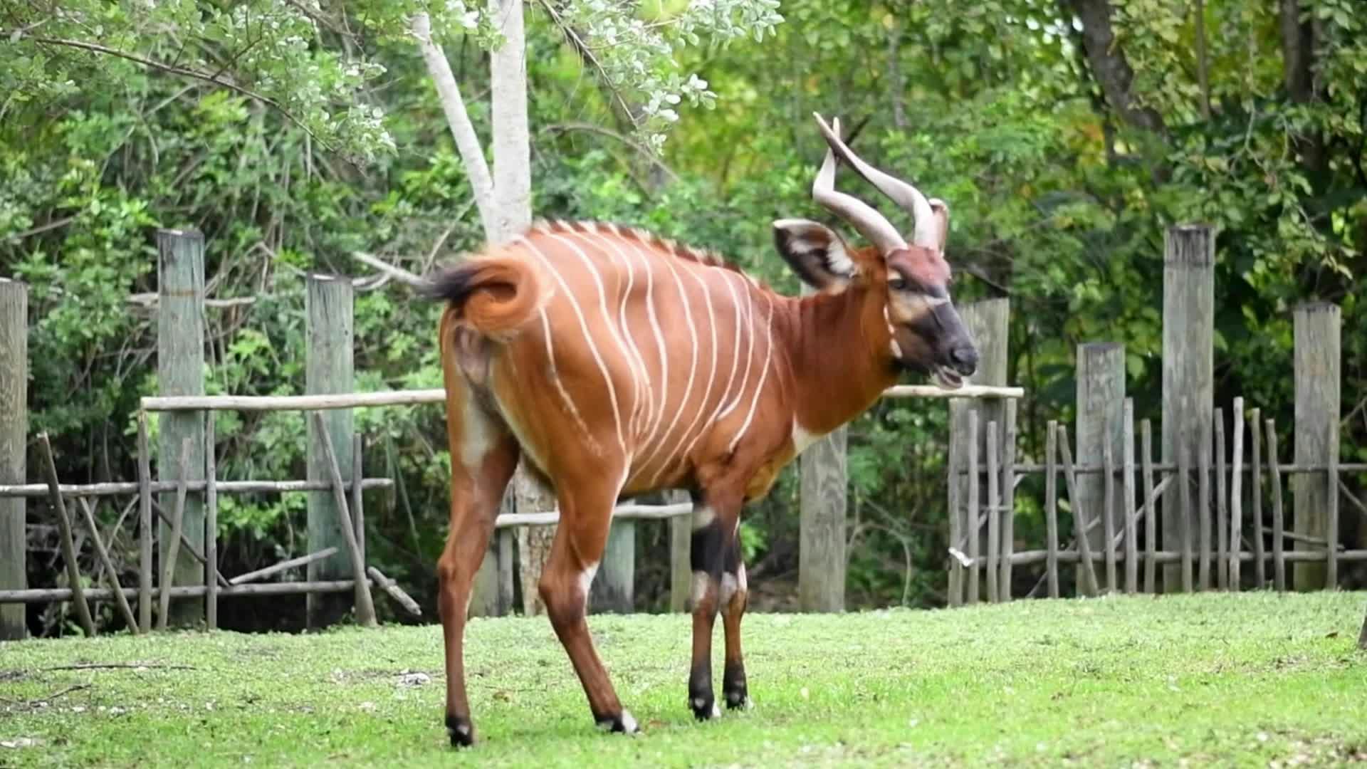 A large antelope with long horns standing in the grass Free Stock Video ...