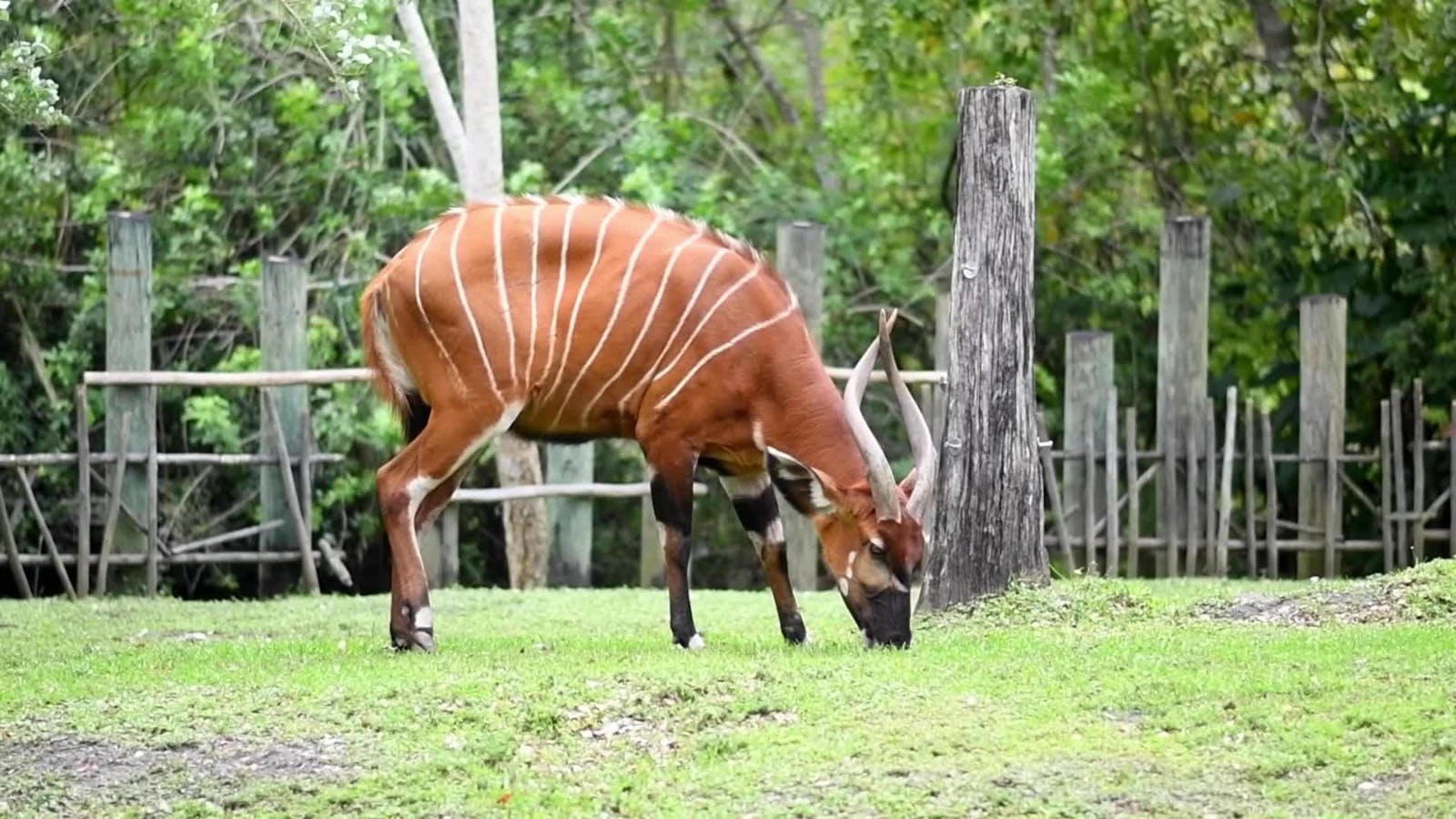 Bongo Videos, Download The BEST Free 4k Stock Video Footage & Bongo HD ...