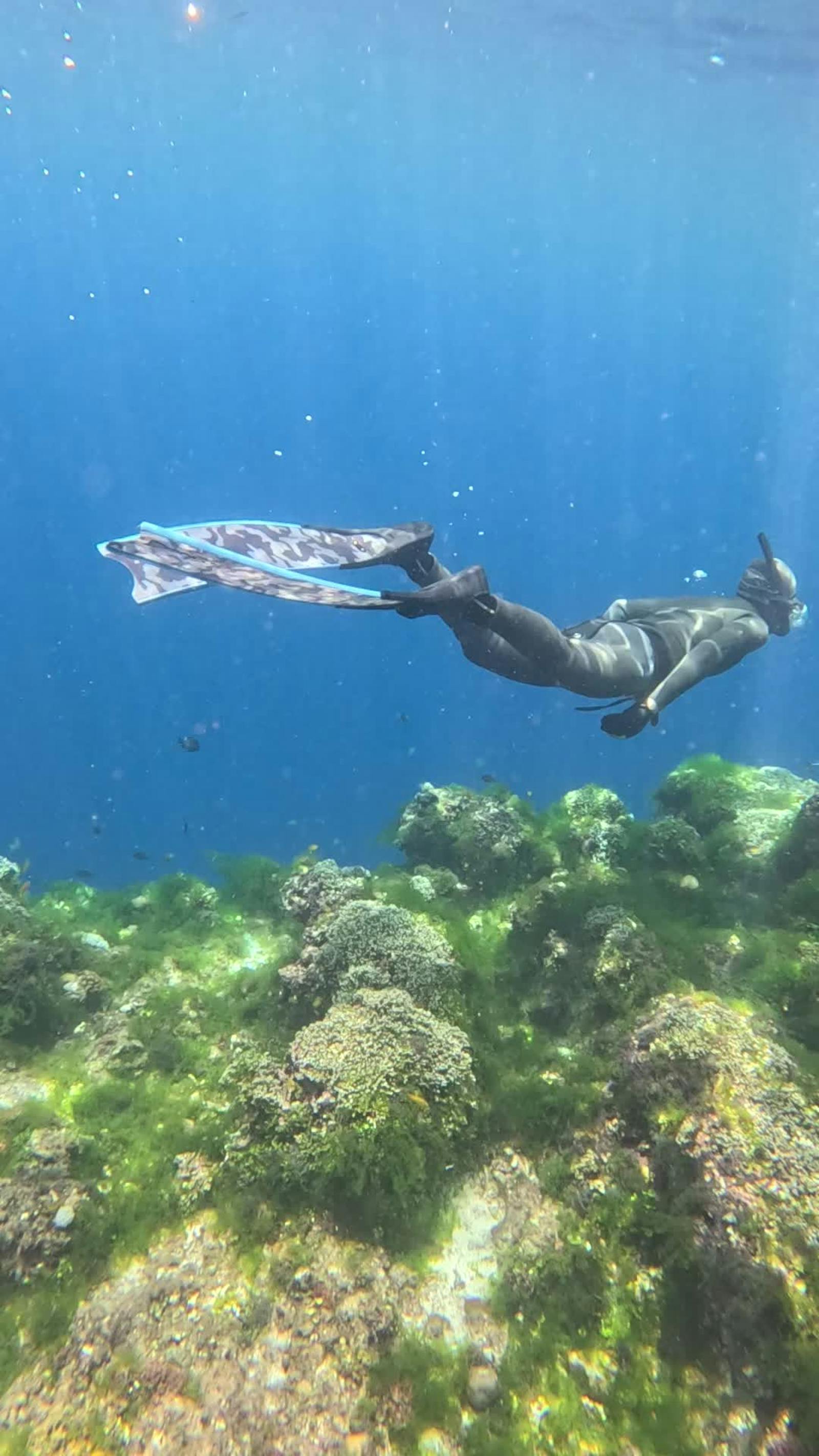 Free Diving Videos, Download The BEST Free 4k Stock Video Footage ...