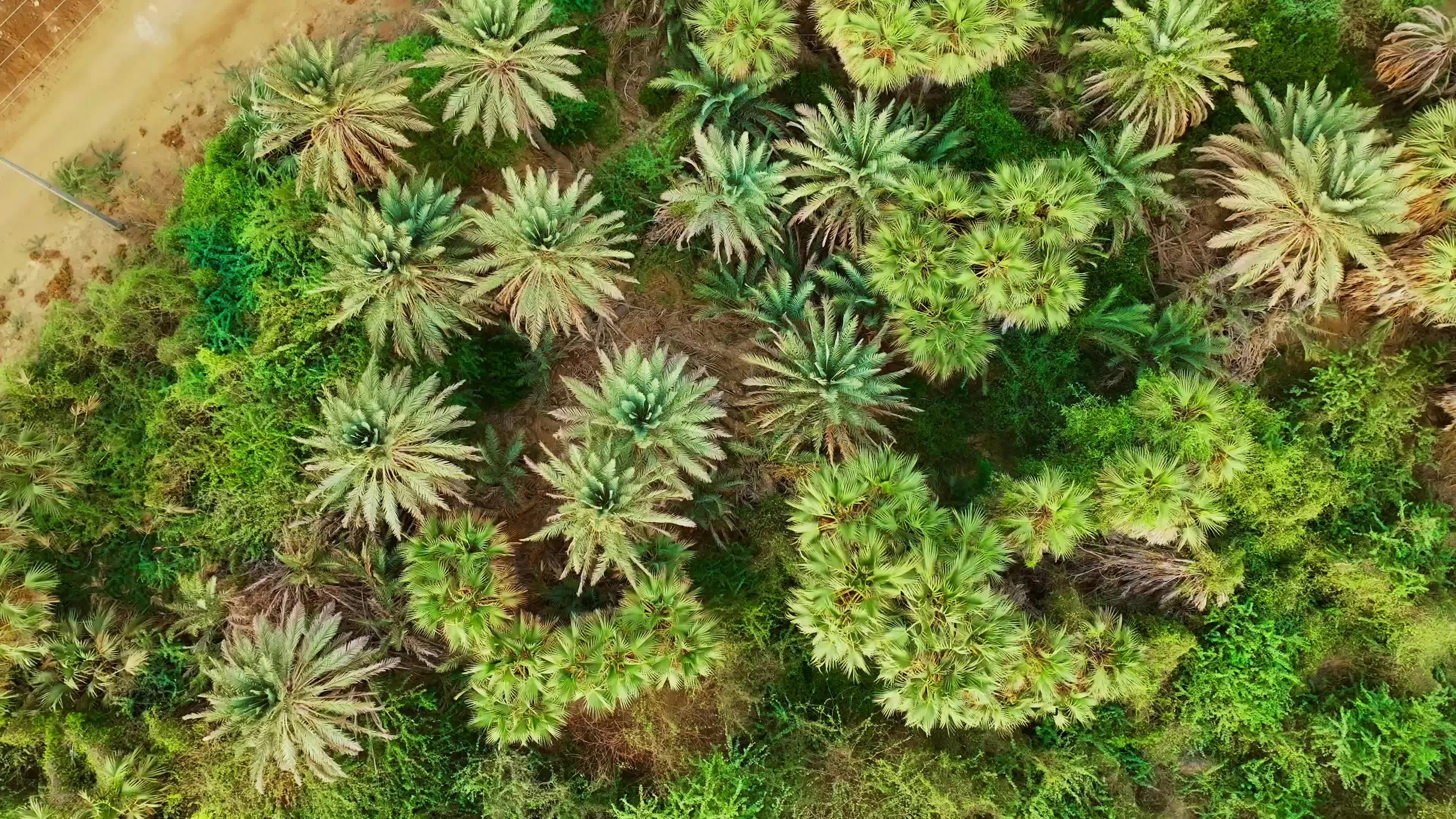 Spine Tree Videos, Download The BEST Free 4k Stock Video Footage ...