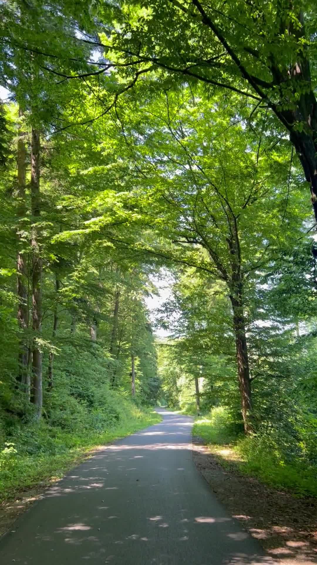 Serene Drive Through Lush Green Forest Free Stock Video Footage ...