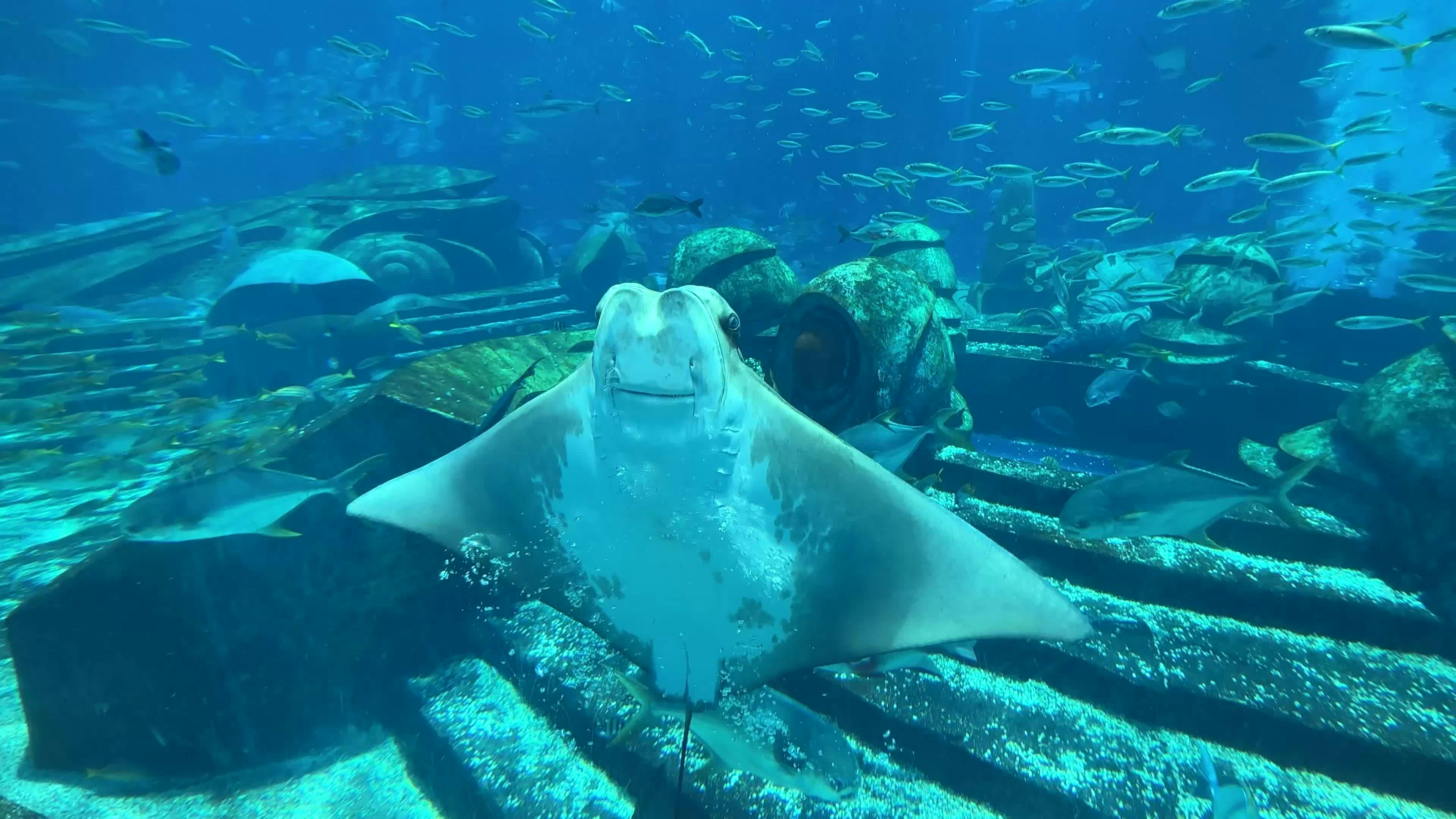 A stingray swimming in an aquarium with fish Free Stock Video Footage ...