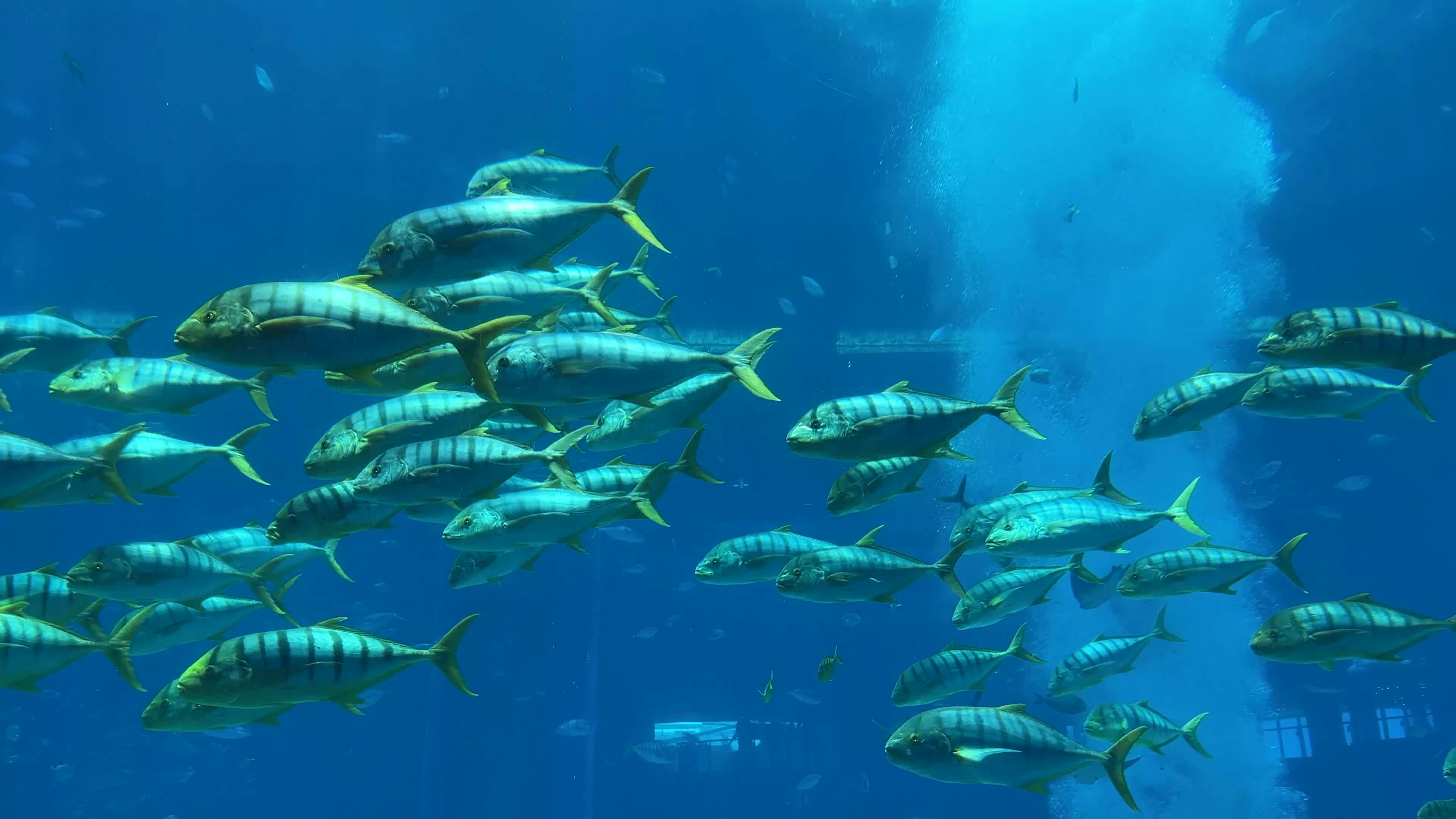 Colorful Marine Fishes Inside An Aquarium Free Stock Video Footage ...