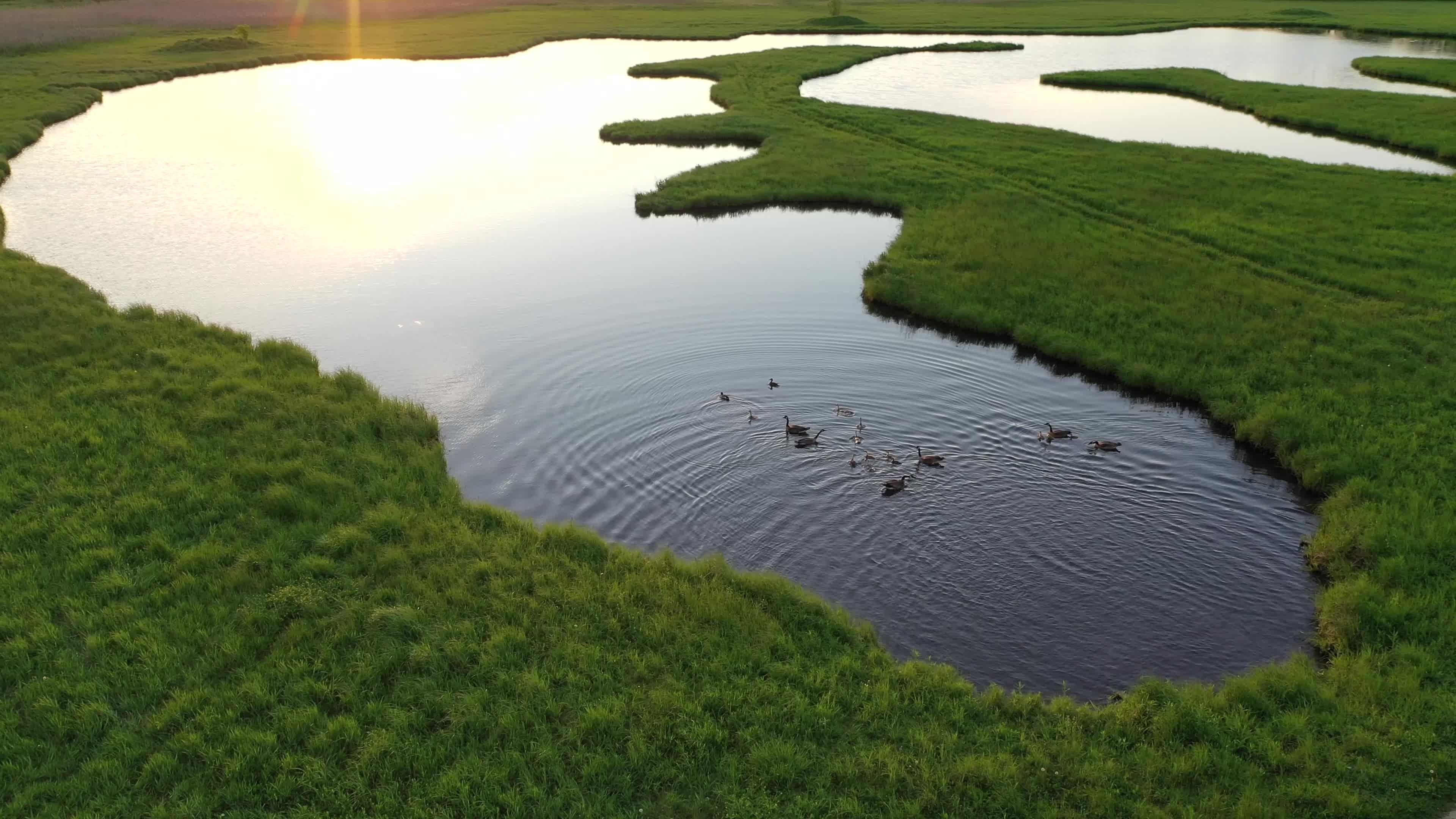 Aerial view of a pond with ducks and grass Free Stock Video Footage ...