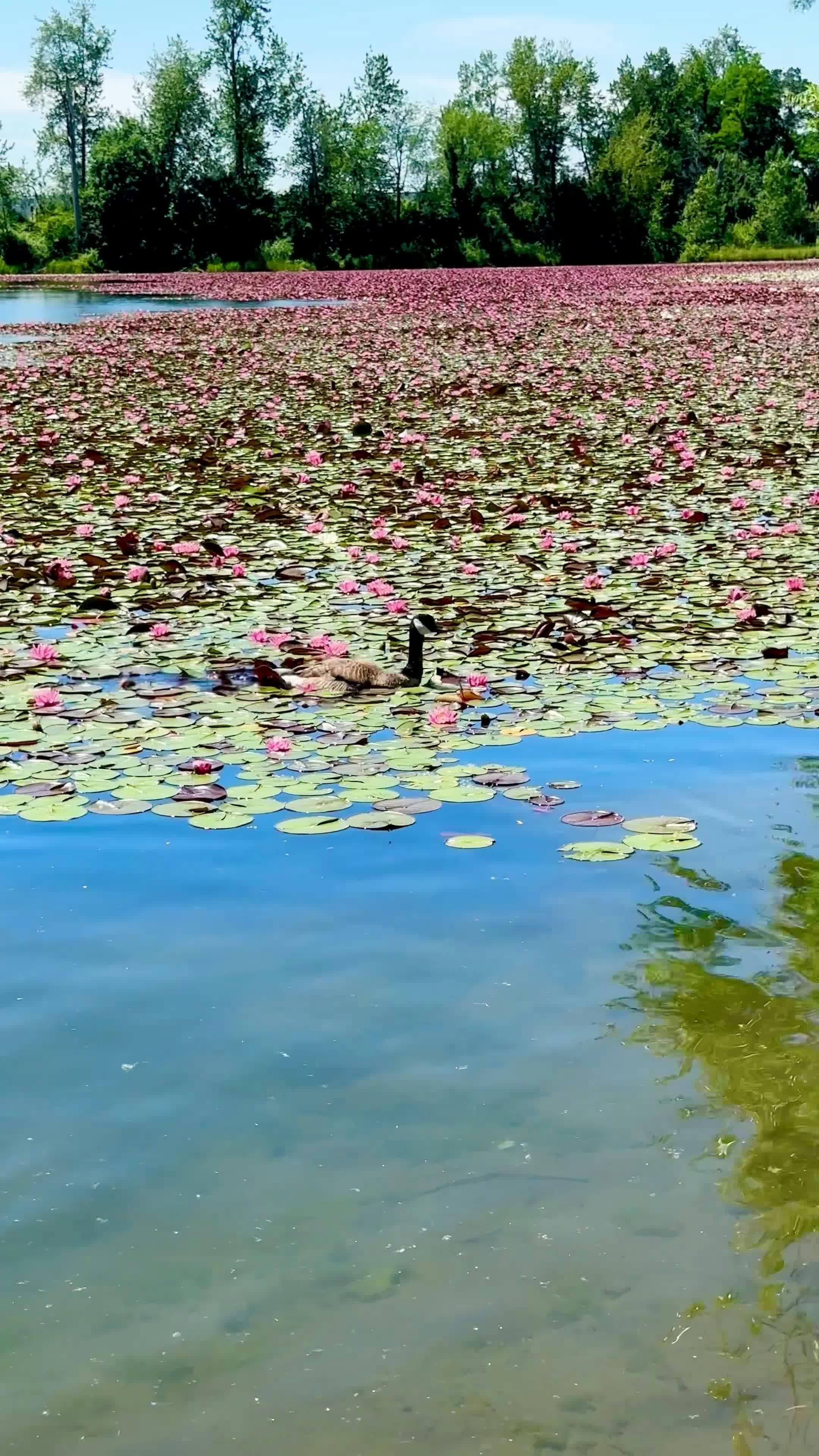 Nature Free Stock Video Footage, Royalty-Free 4K & HD Video Clip