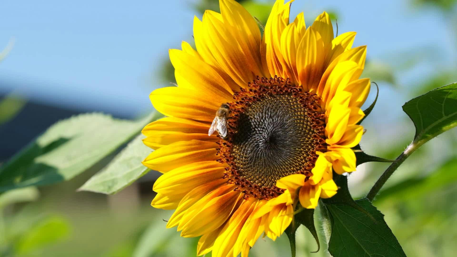 Vídeos de stock gratuitos sobre abeja, agricultura, agronomía, al aire ...