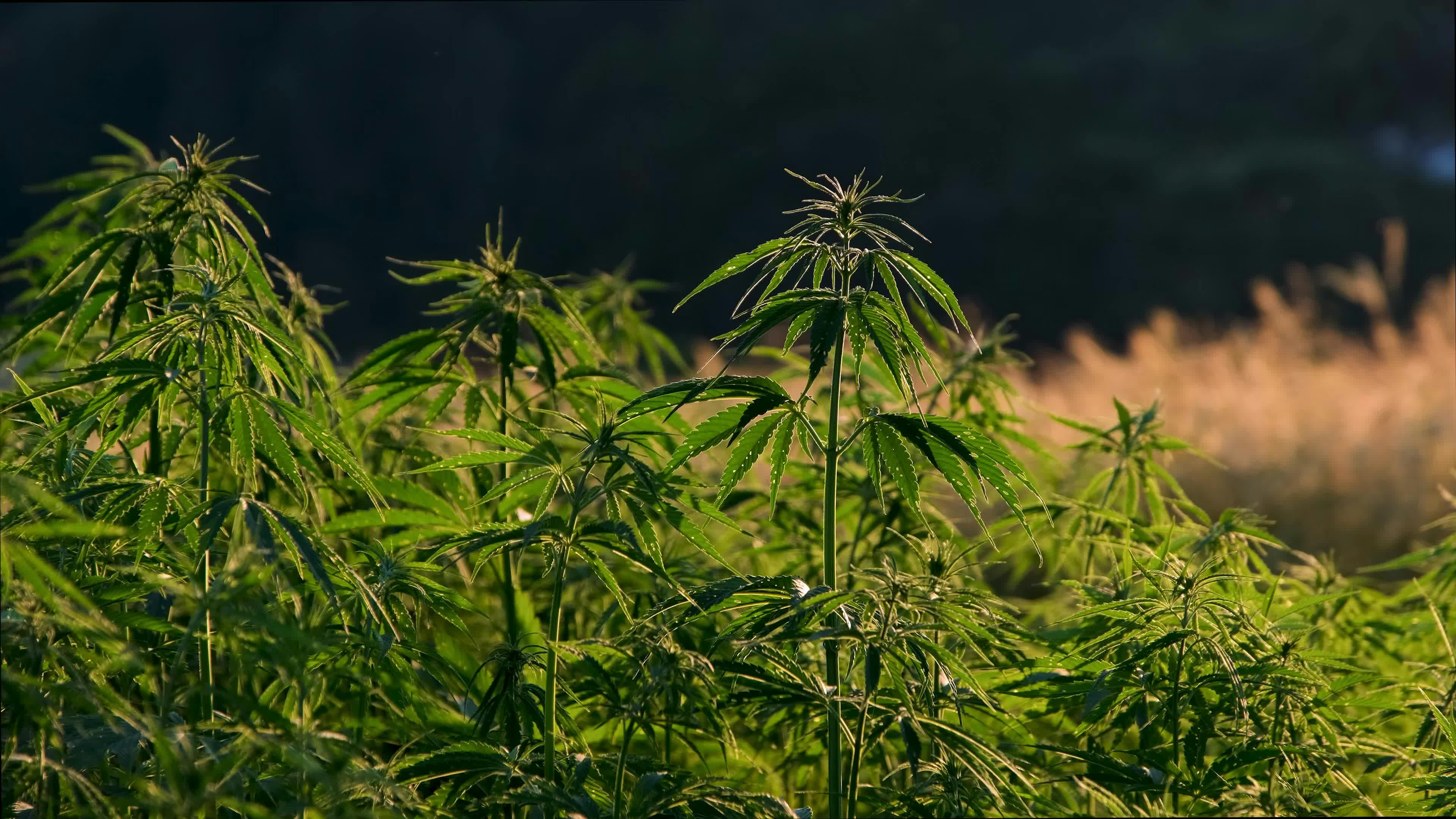 Hanf Free Stock Video Footage, Royalty-Free 4K & HD Video Clip