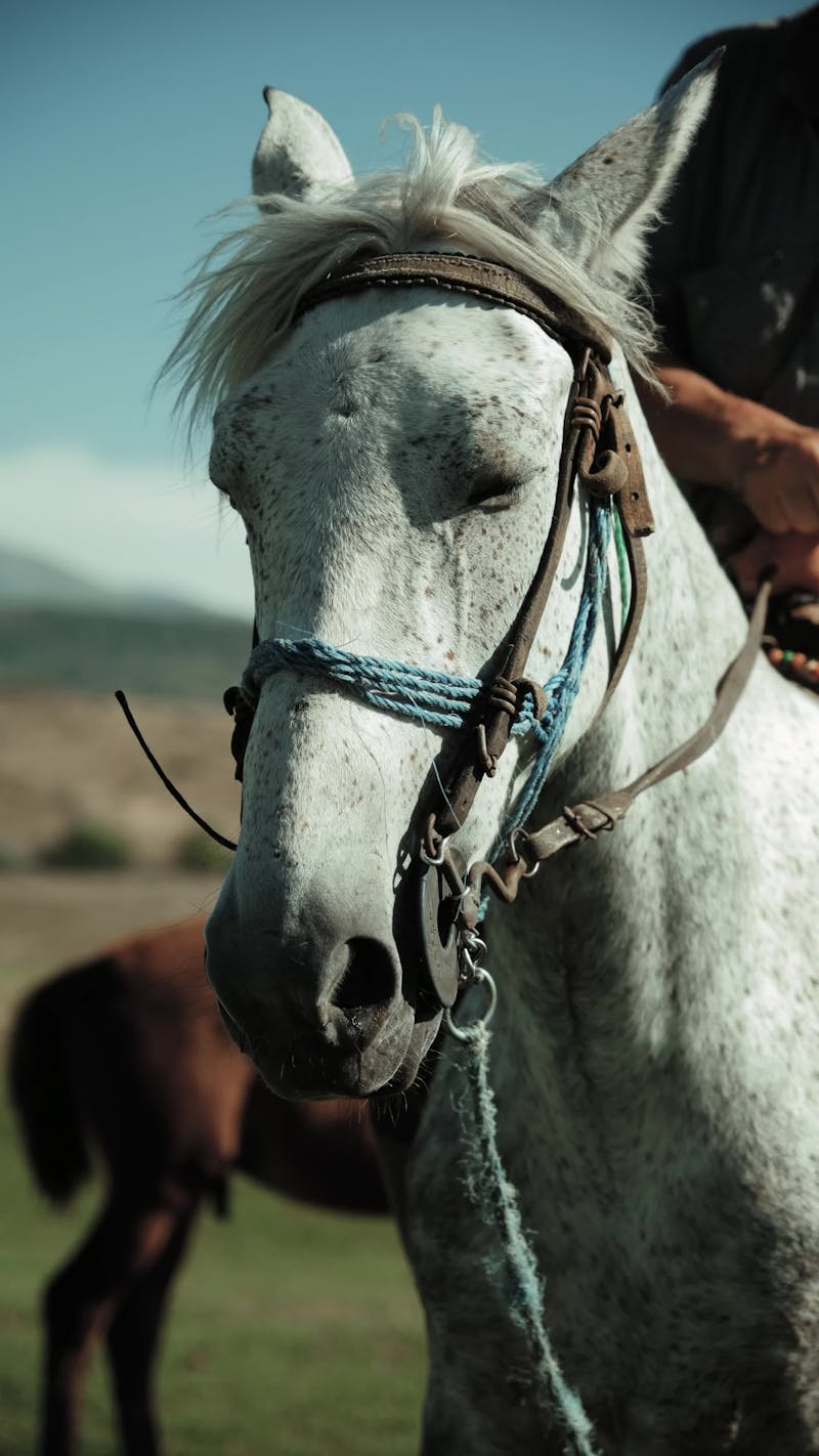 Cow Animation Videos, Download The BEST Free 4k Stock Video Footage ...