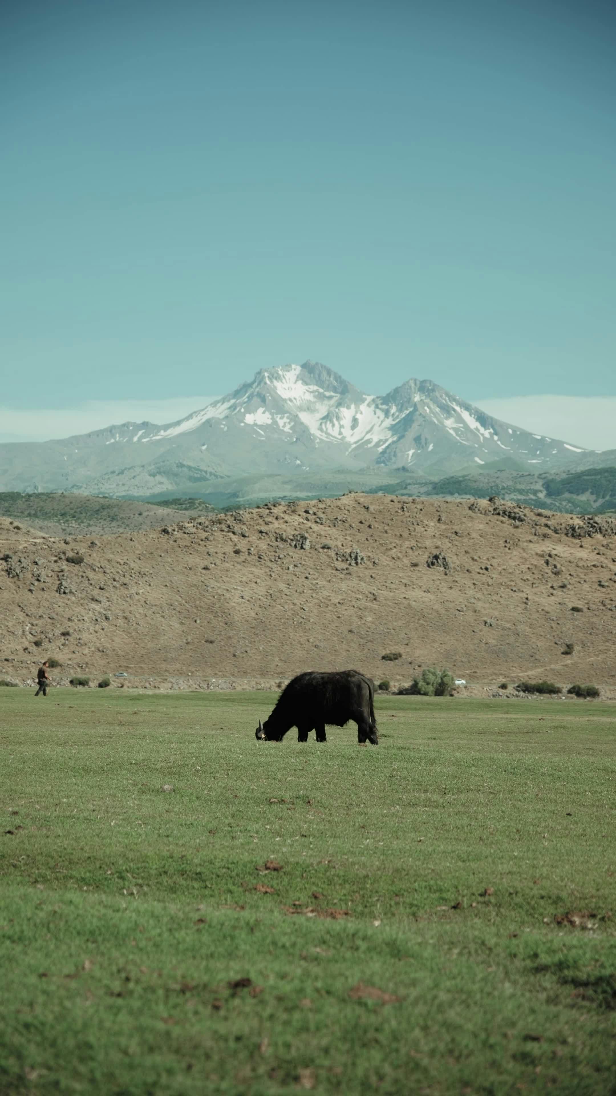 Bison In Snow Videos, Download The BEST Free 4k Stock Video Footage ...