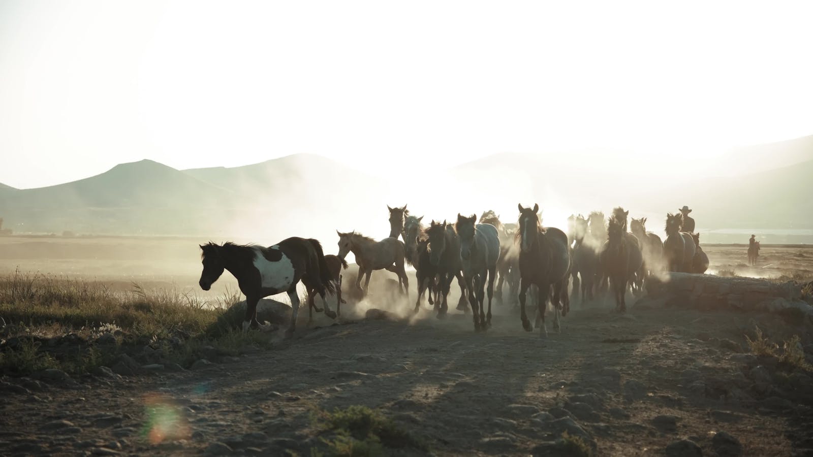 Horses Running Videos, Download The BEST Free 4k Stock Video Footage ...