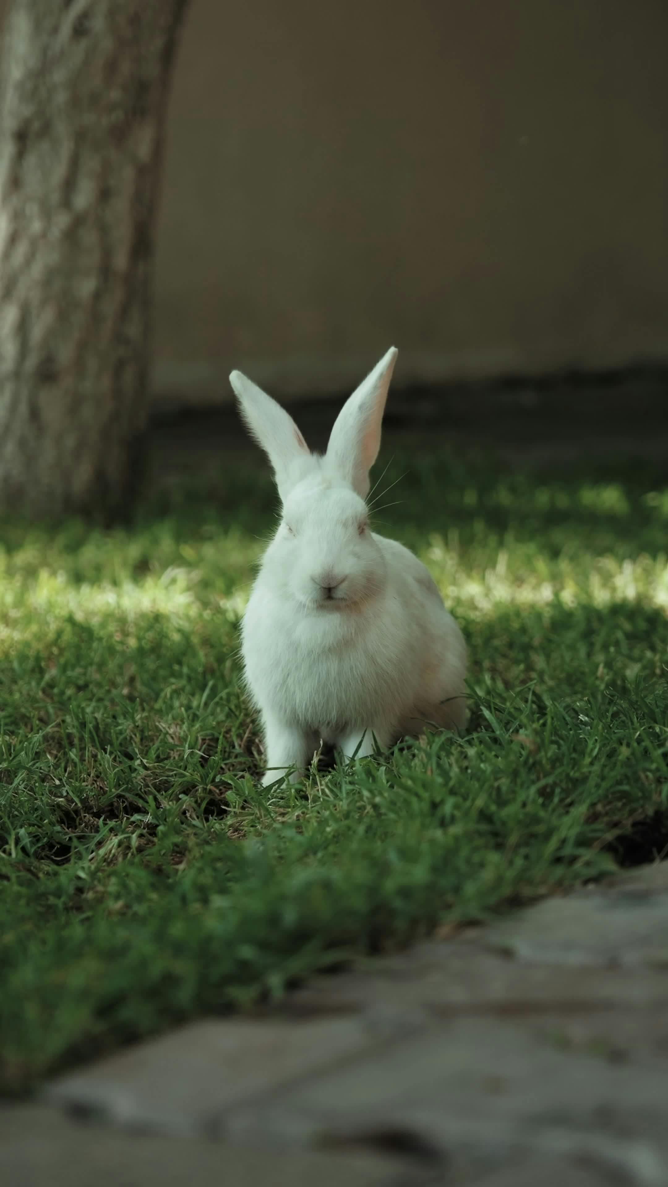 Arctic Hare Feeding On Grass Free Stock Video Footage, Royalty-Free 4K ...