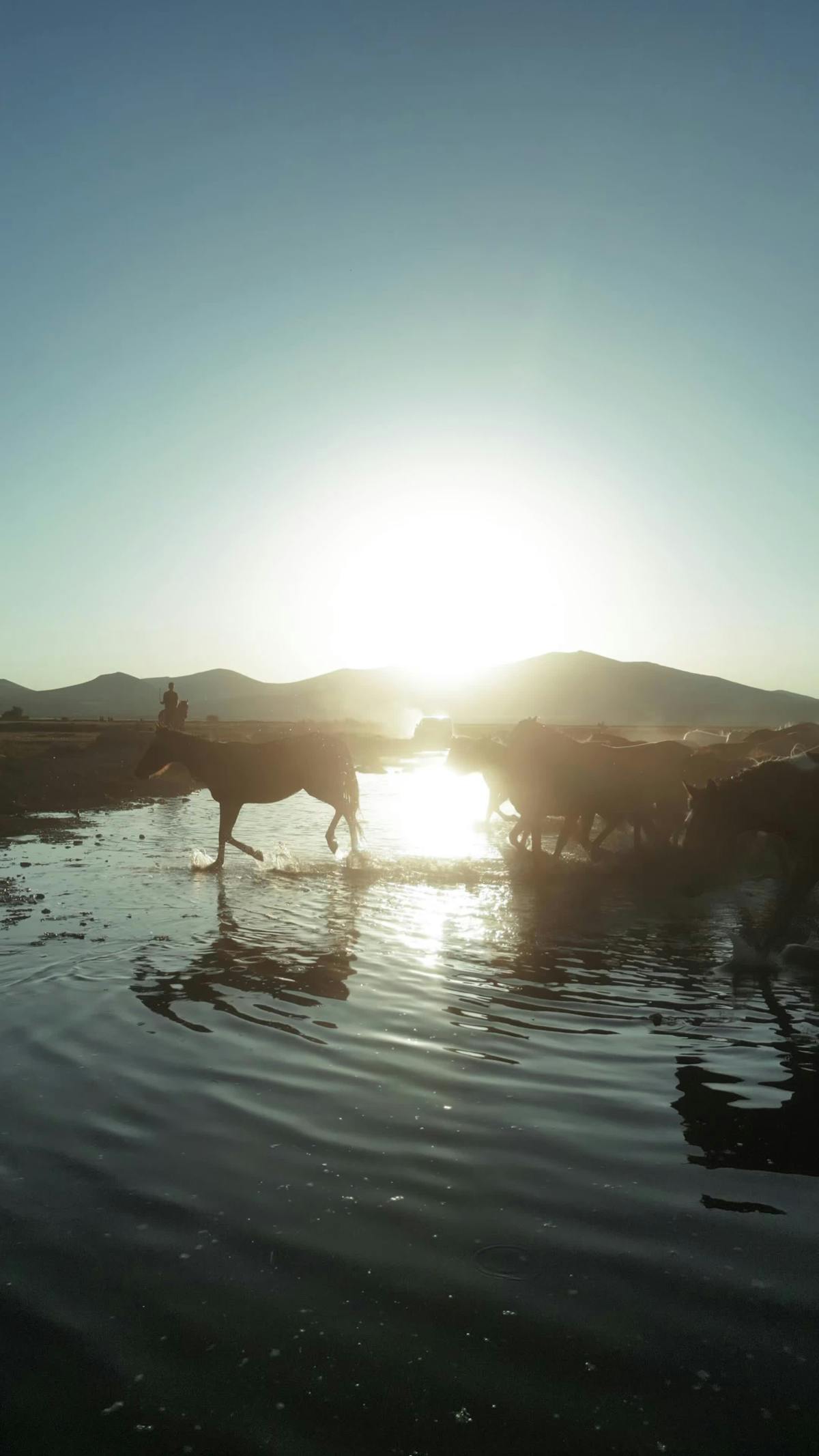 Horse Mating Videos, Download The BEST Free 4k Stock Video Footage ...