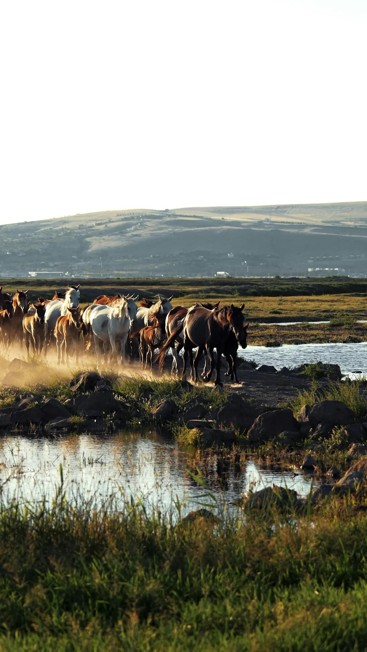 Horses Running Videos, Download The BEST Free 4k Stock Video Footage ...