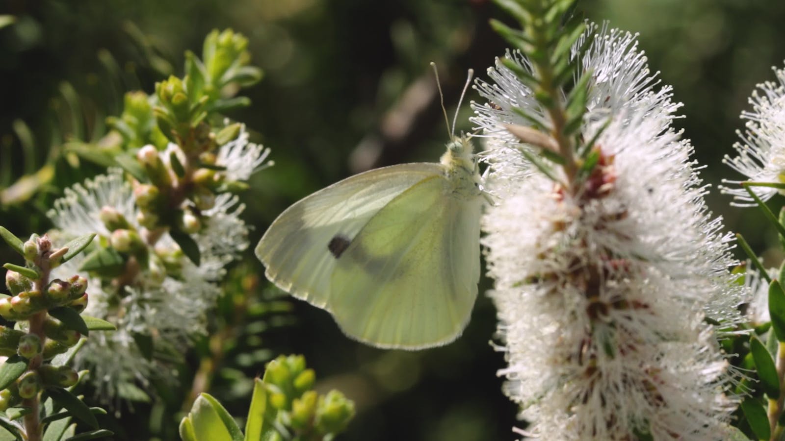 Animal Mating Videos, Download The BEST Free 4k Stock Video Footage ...