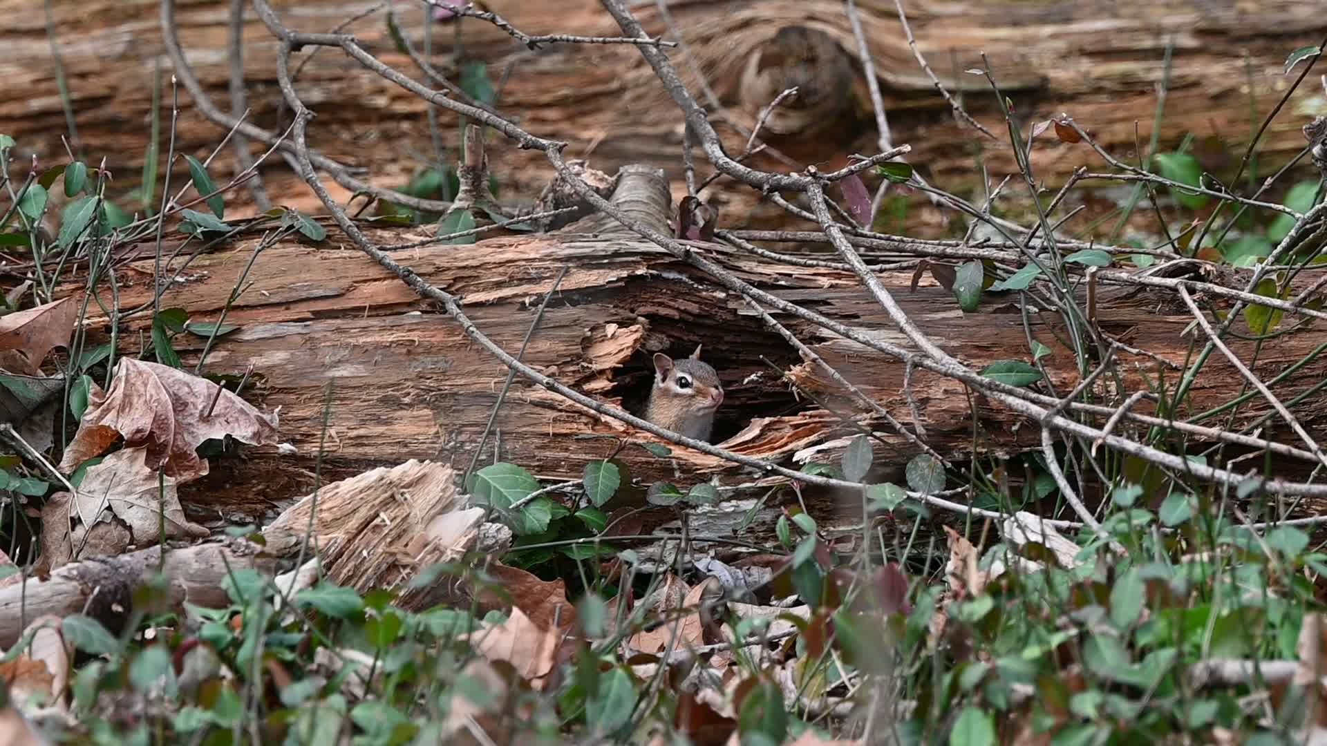 A small bird sitting in the middle of a tree stump Free Stock Video ...