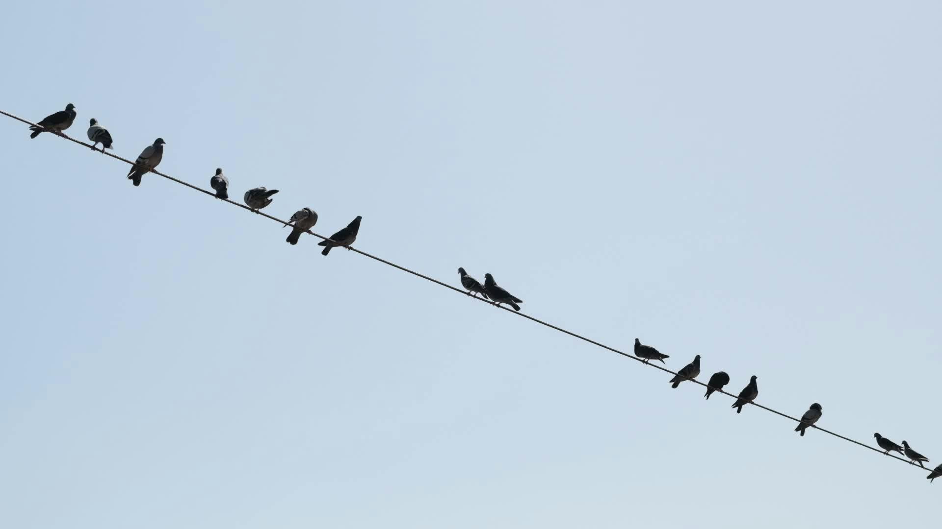 Birds Flying in Slow Motion Free Stock Video Footage, Royalty-Free 4K ...