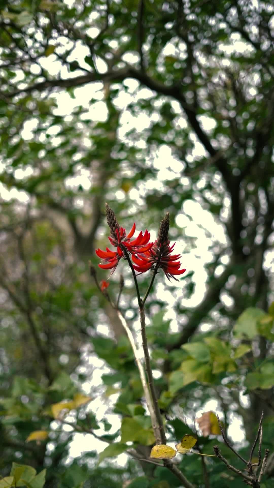 A red flower in the forest Free Stock Video Footage, Royalty-Free 4K ...