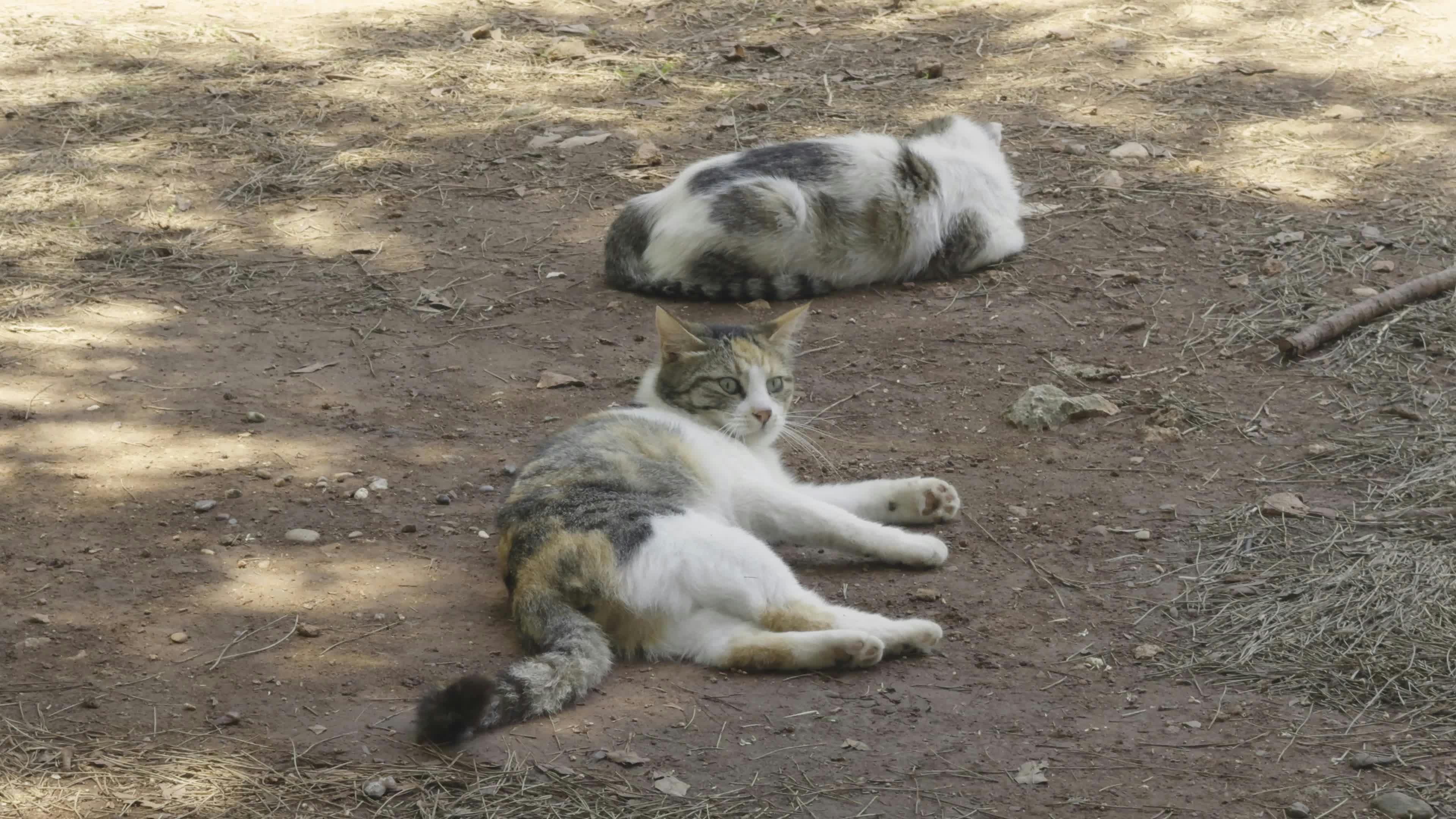 Dust Cat Videos, Download The BEST Free 4k Stock Video Footage & Dust ...