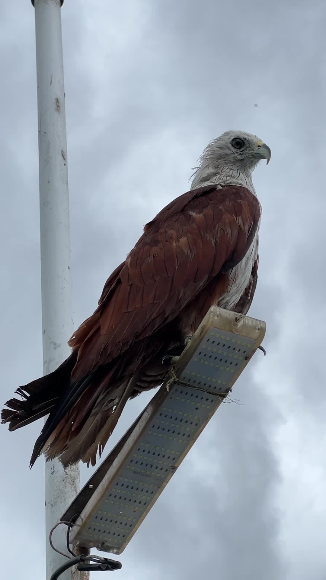 Hunting Eagle Videos, Download The BEST Free 4k Stock Video Footage ...