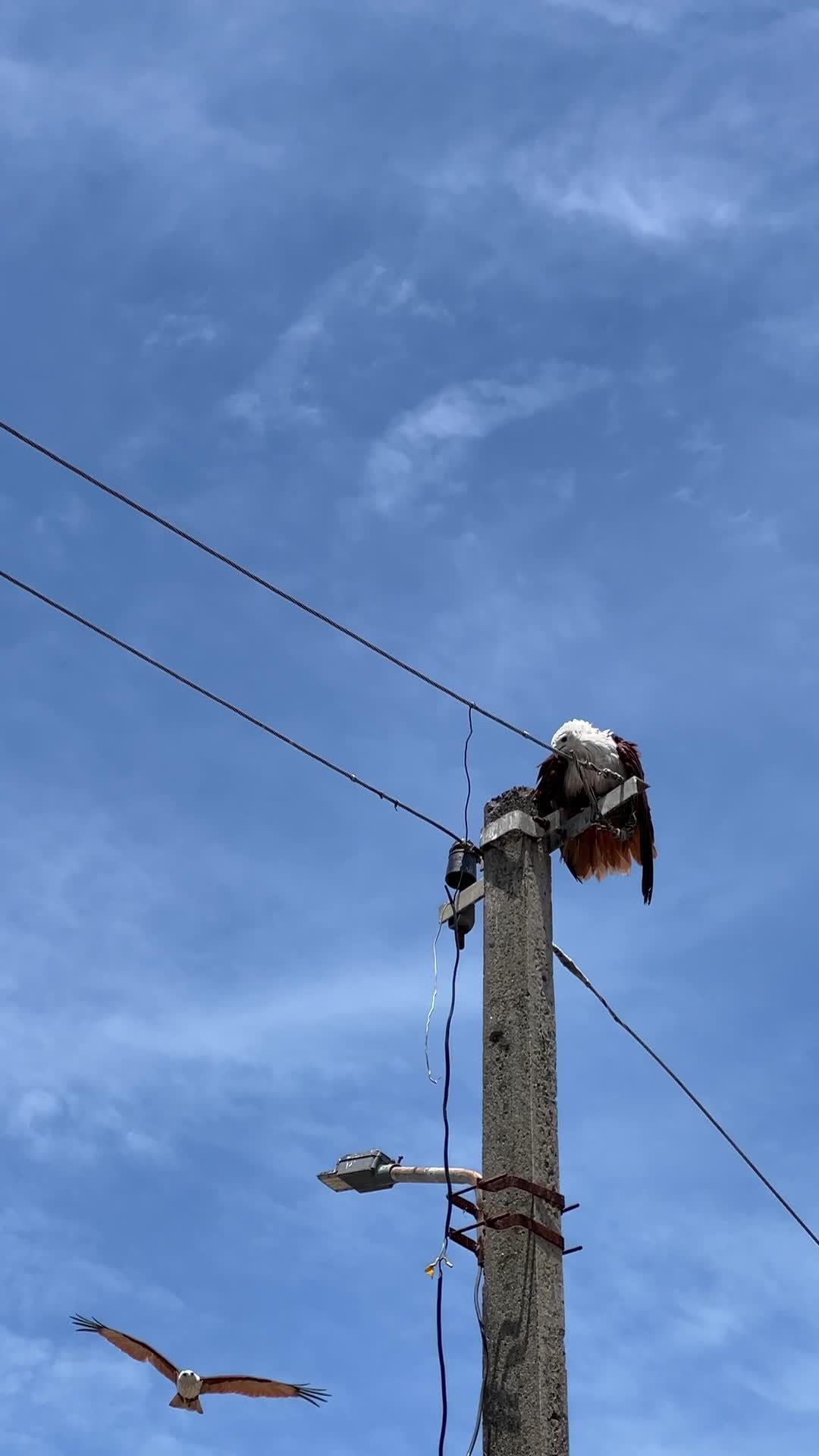 Two birds flying over a telephone pole Free Stock Video Footage ...